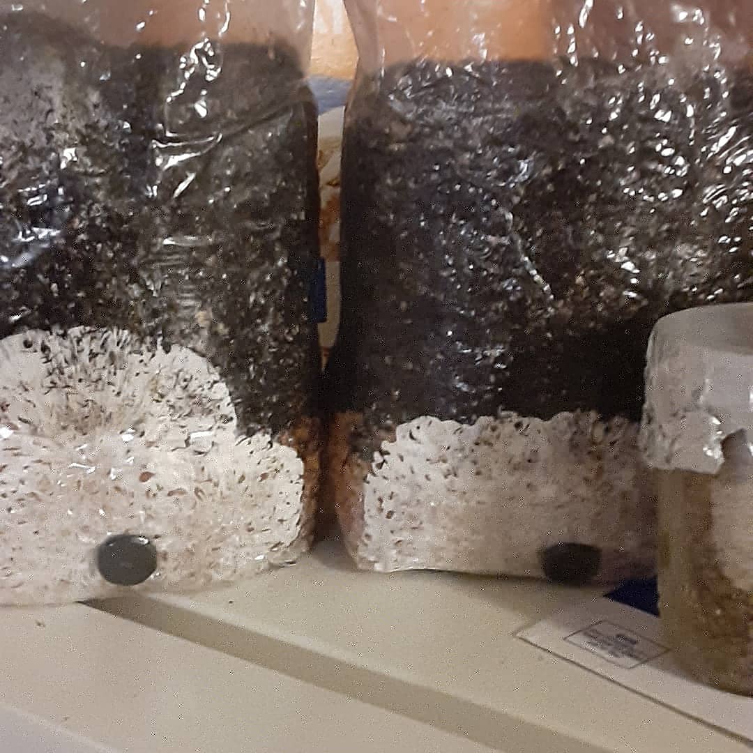 Is the bag on the left ok? I dont know if the mycelium getting in the substrate is a bad thing ...
