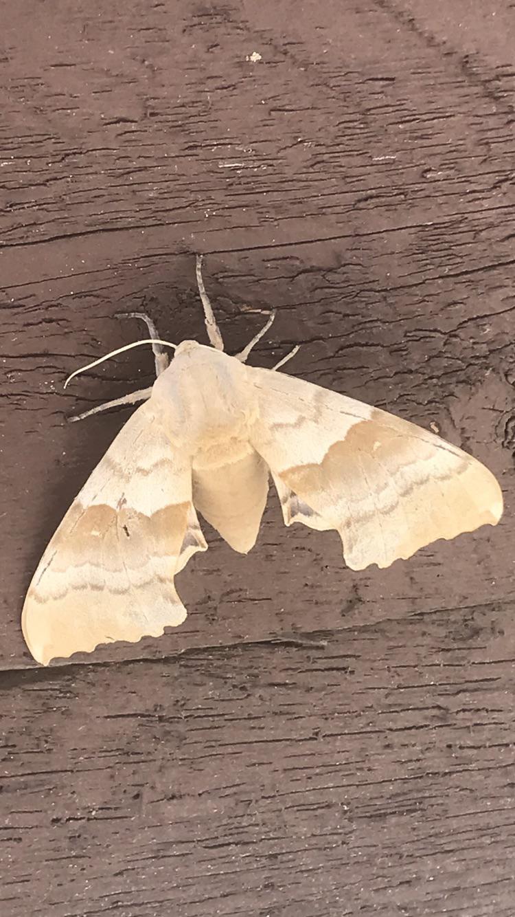 Is this a moth?! | Scrolller