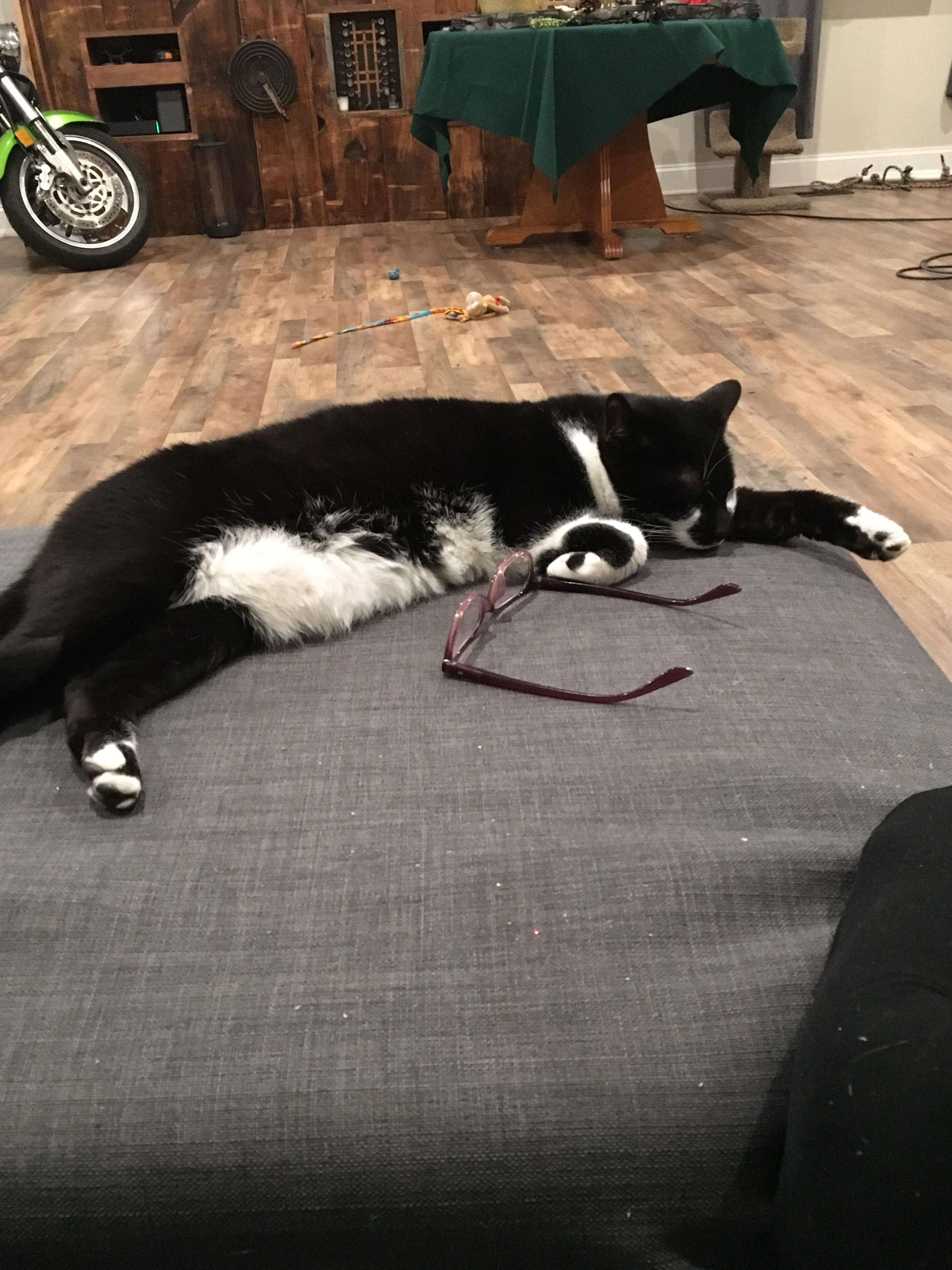 Is this a pic of a bed bug? | Scrolller