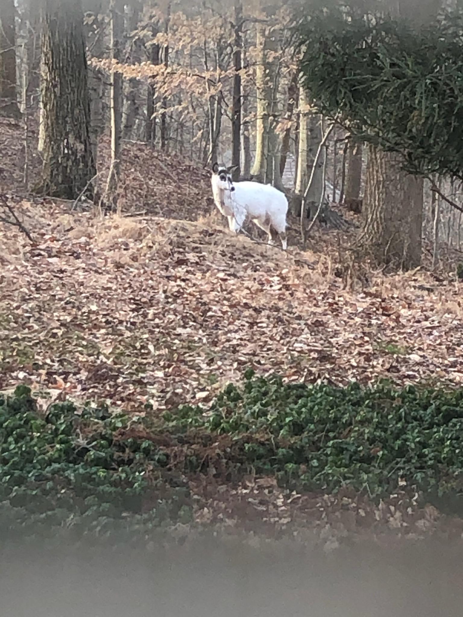 Is this a piebald whitetail deer? Southeastern Pennsylvania. | Scrolller