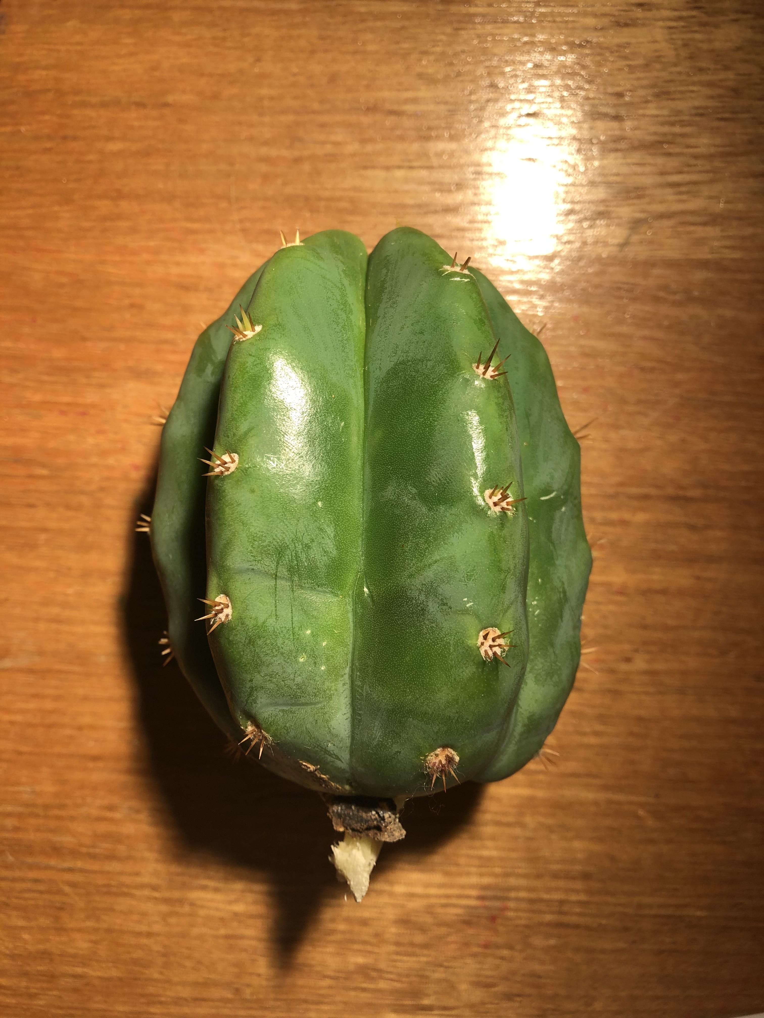 Is this a San Pedro cactus? | Scrolller