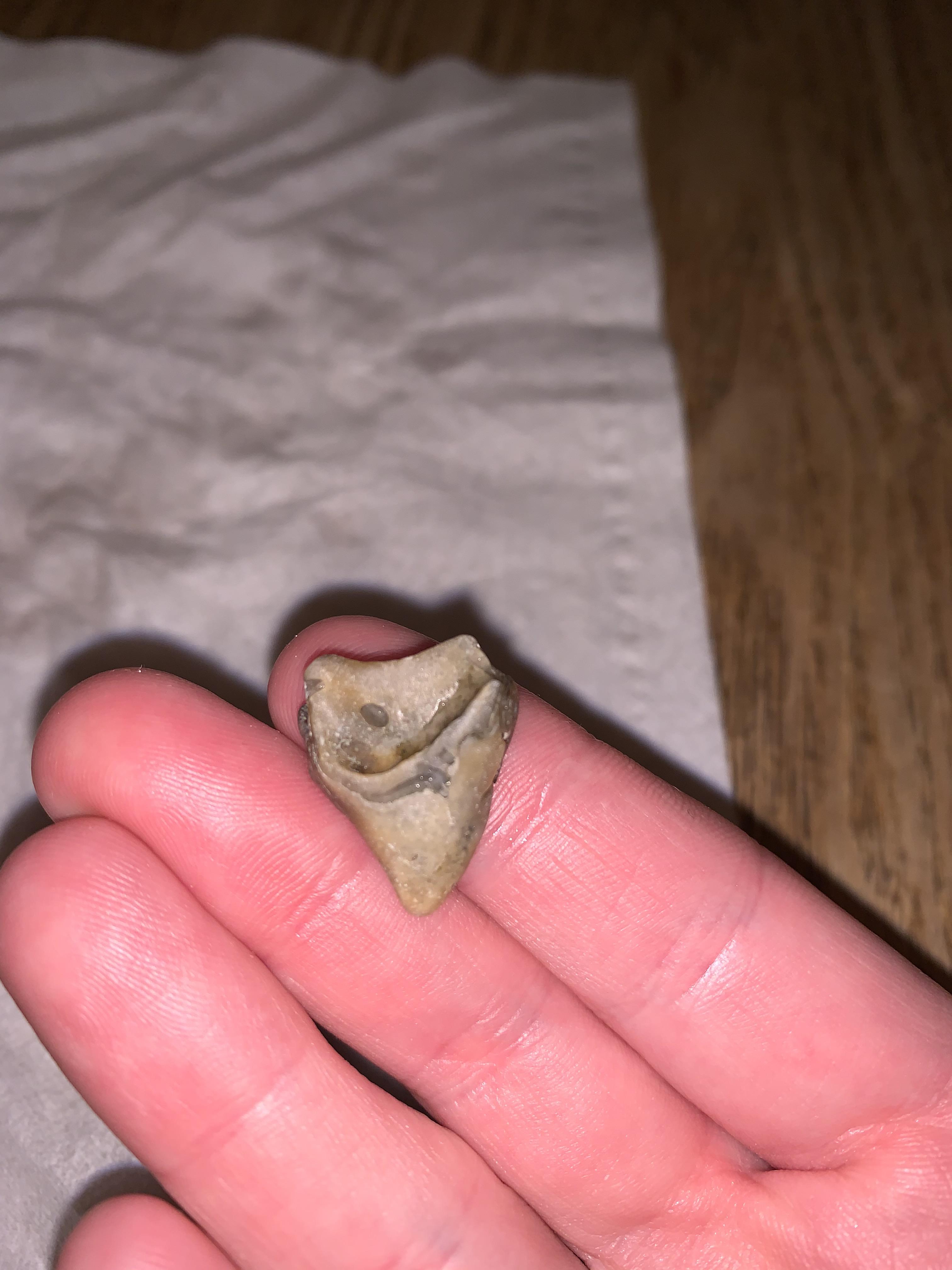 Is this a shark tooth? | Scrolller
