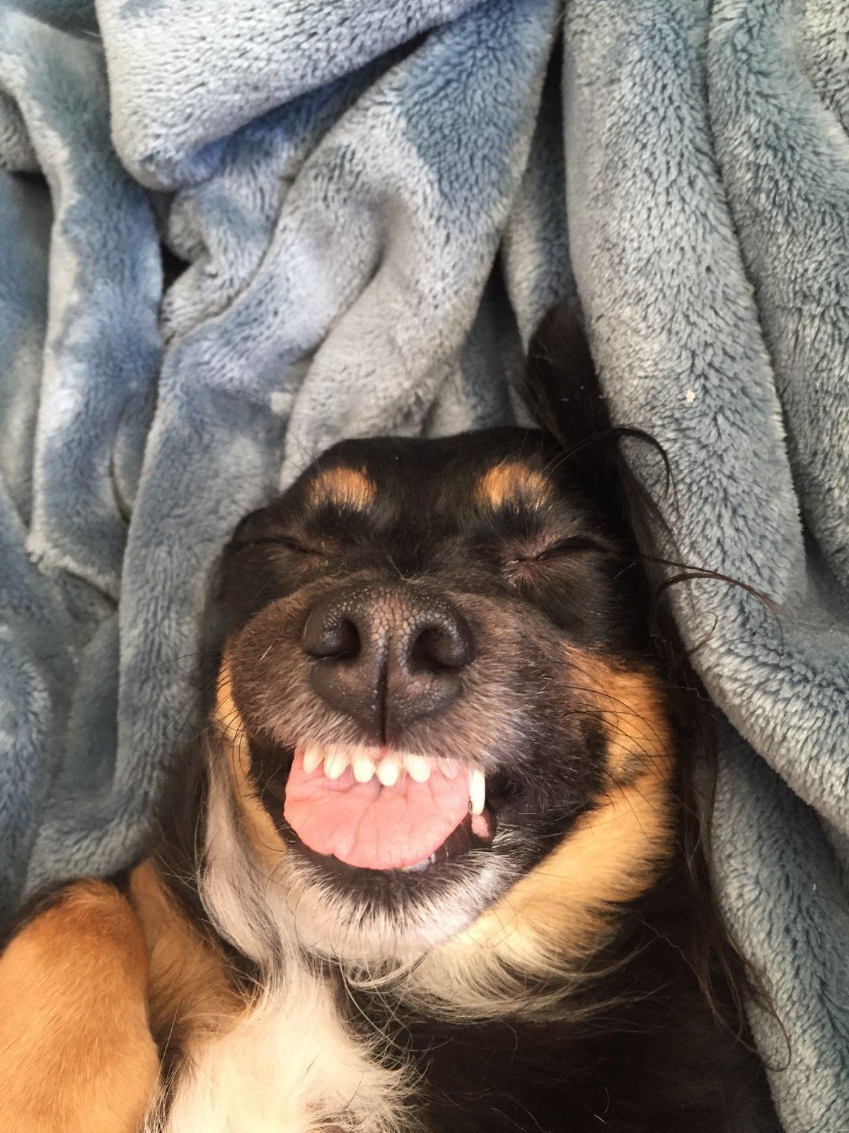 Is this derpy enough??? | Scrolller