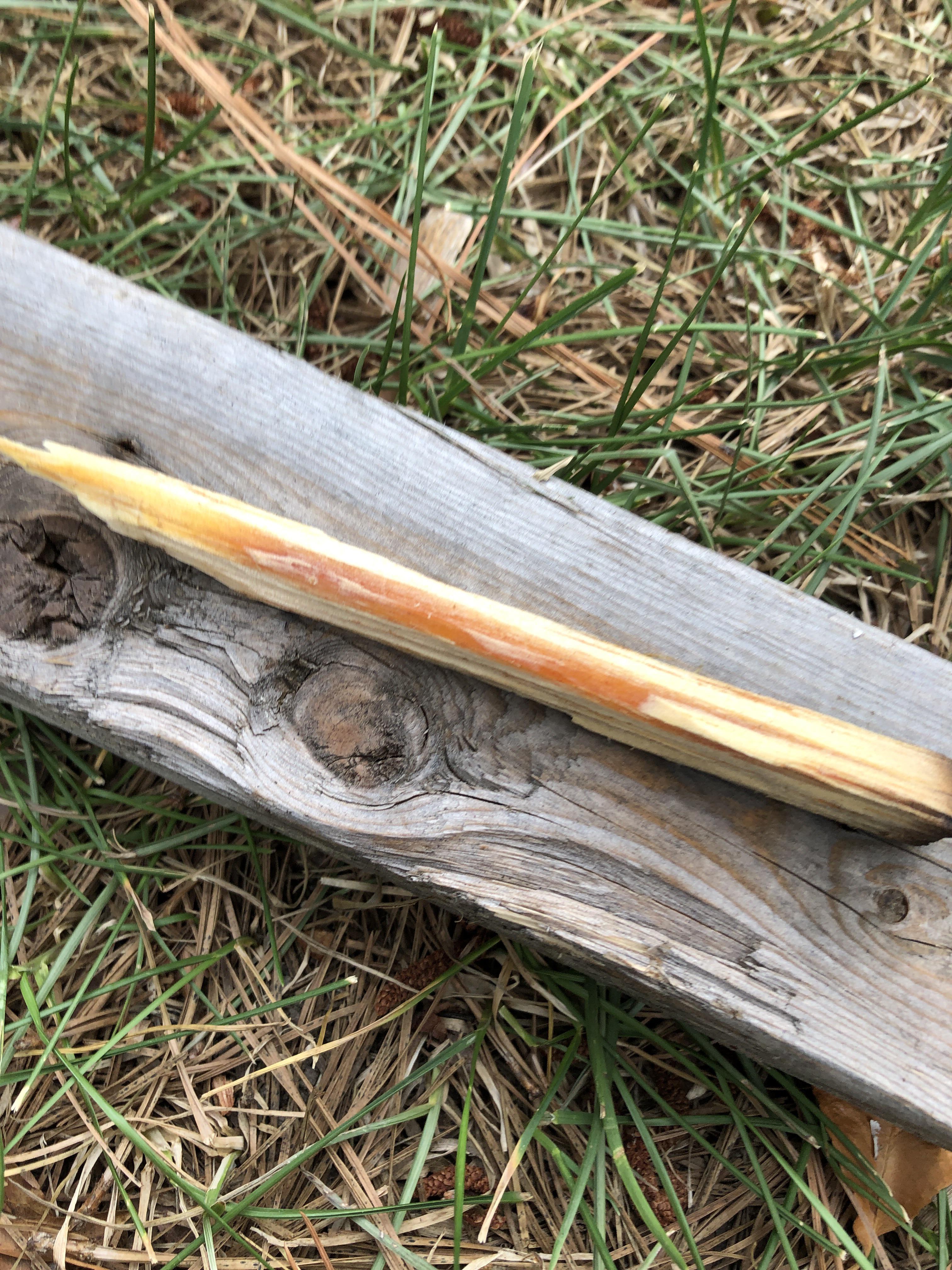 Is this fat wood? It came from a log of Carolina pine. | Scrolller