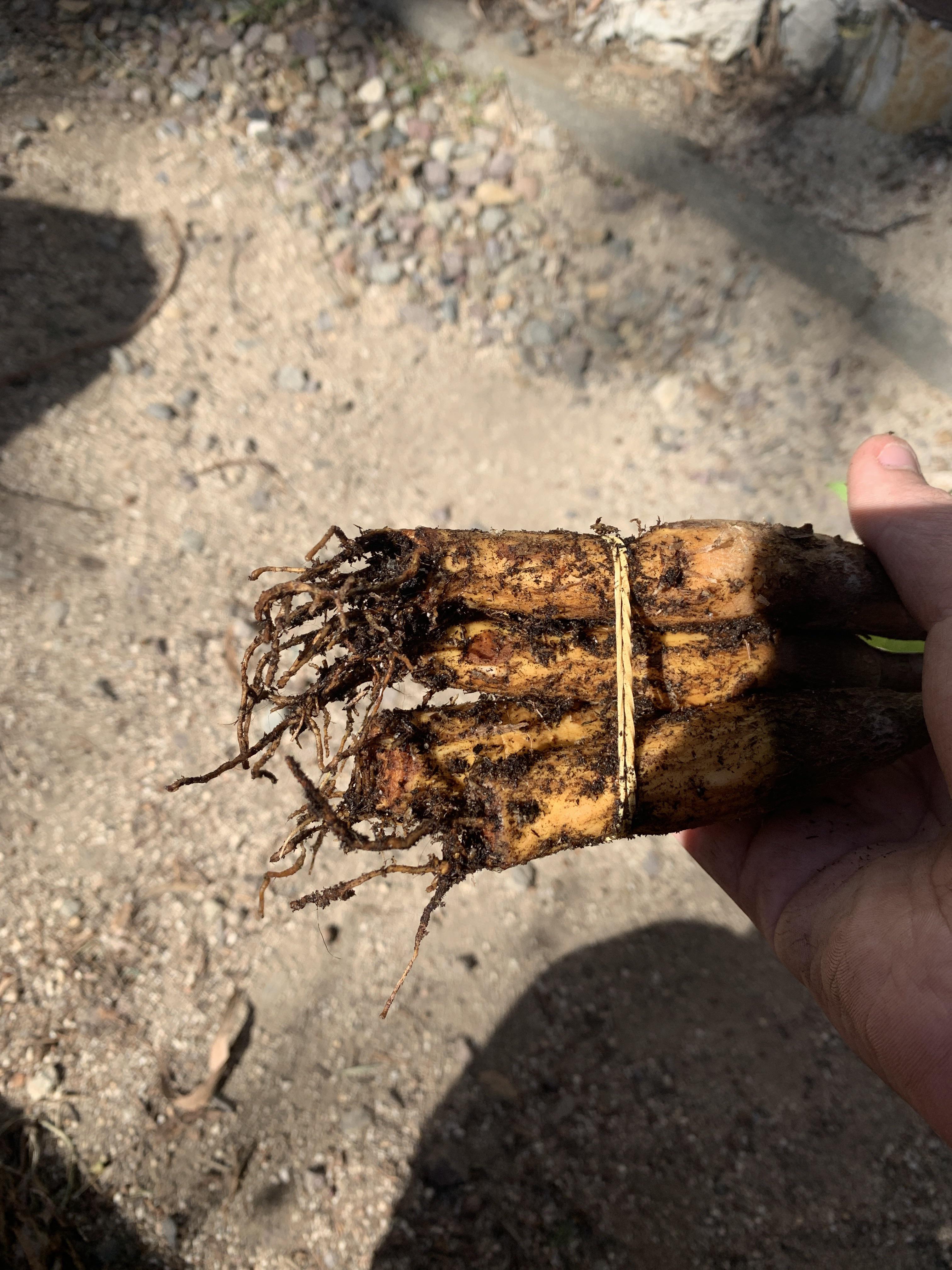 Is this root rot? | Scrolller