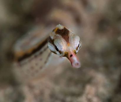 Is this species predatory? | Scrolller