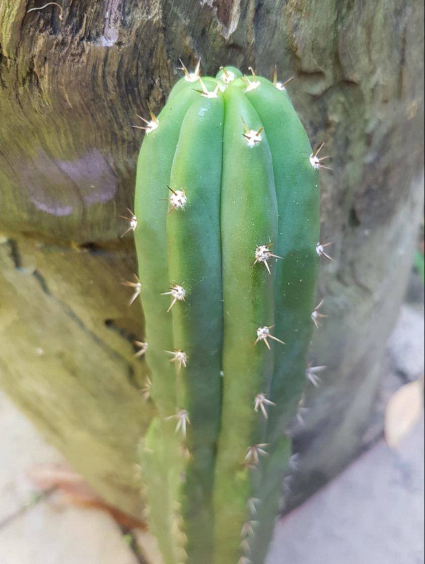 Is this the iconic San Pedro cacti? | Scrolller