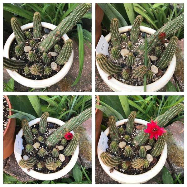 It finally happened! My first cactus bloom. She’s a Rose Quartz and is shown with two seasons ...