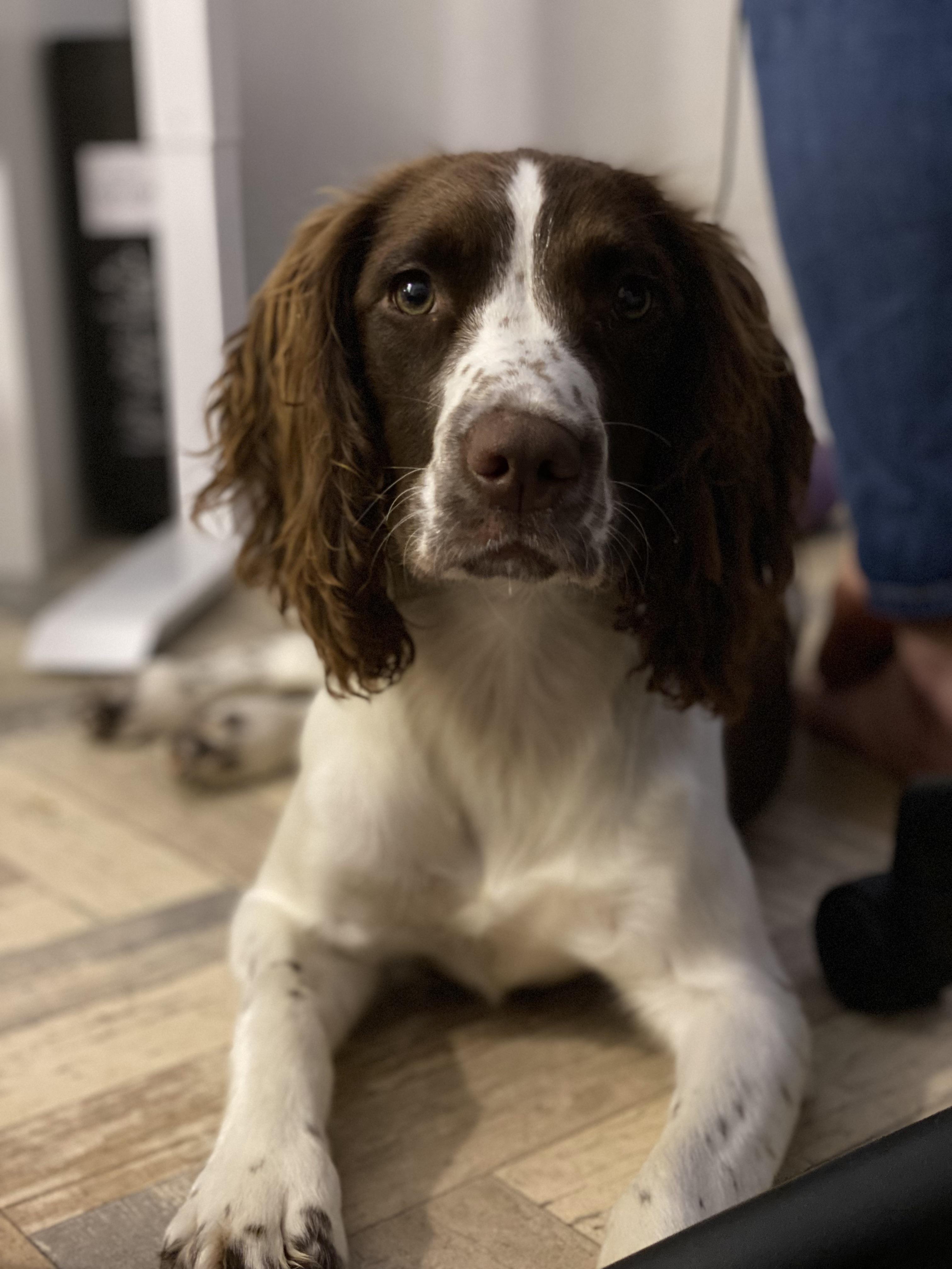 It’s hard work being an office pup | Scrolller