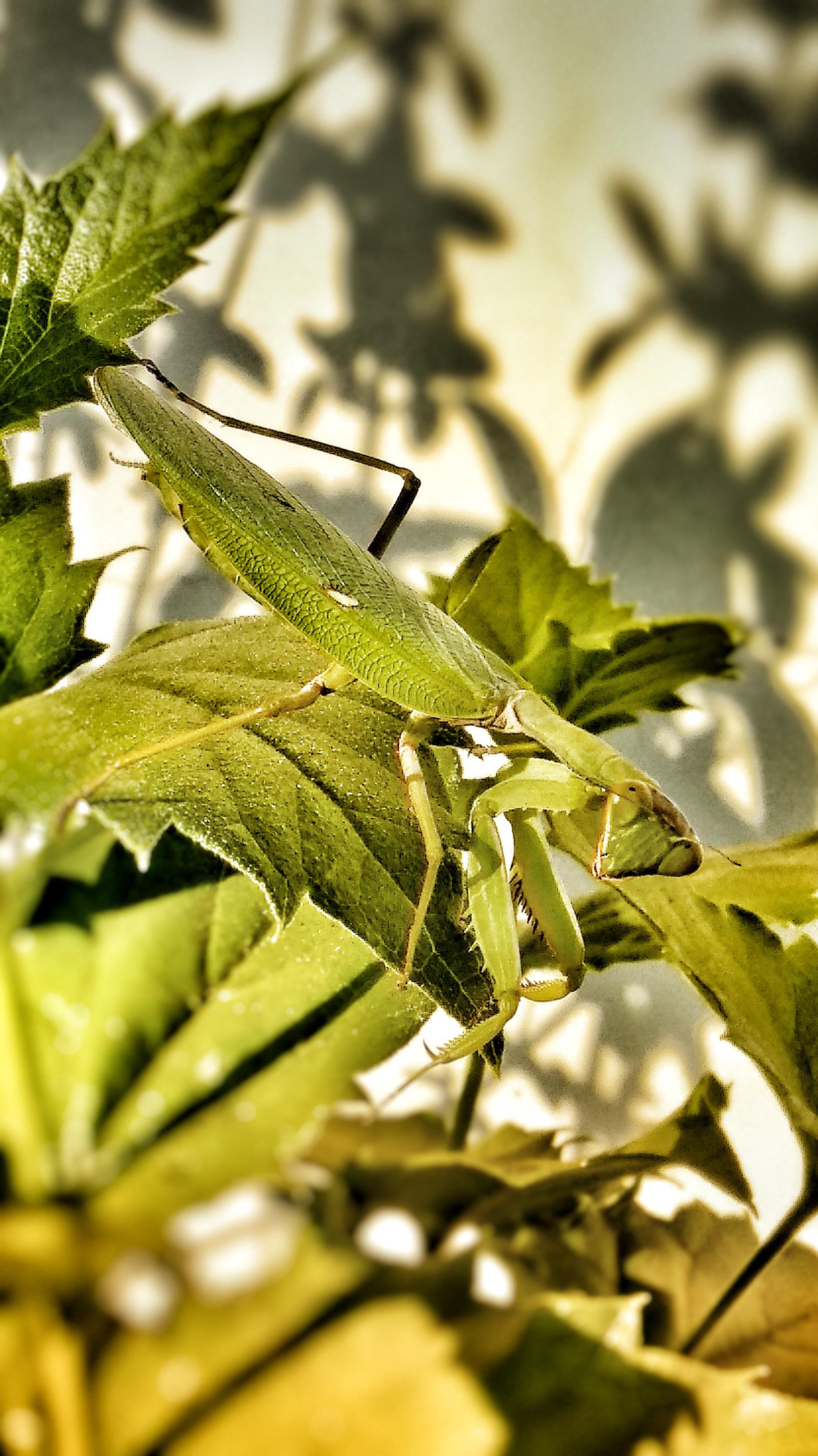 ITAP Camouflaged | Scrolller