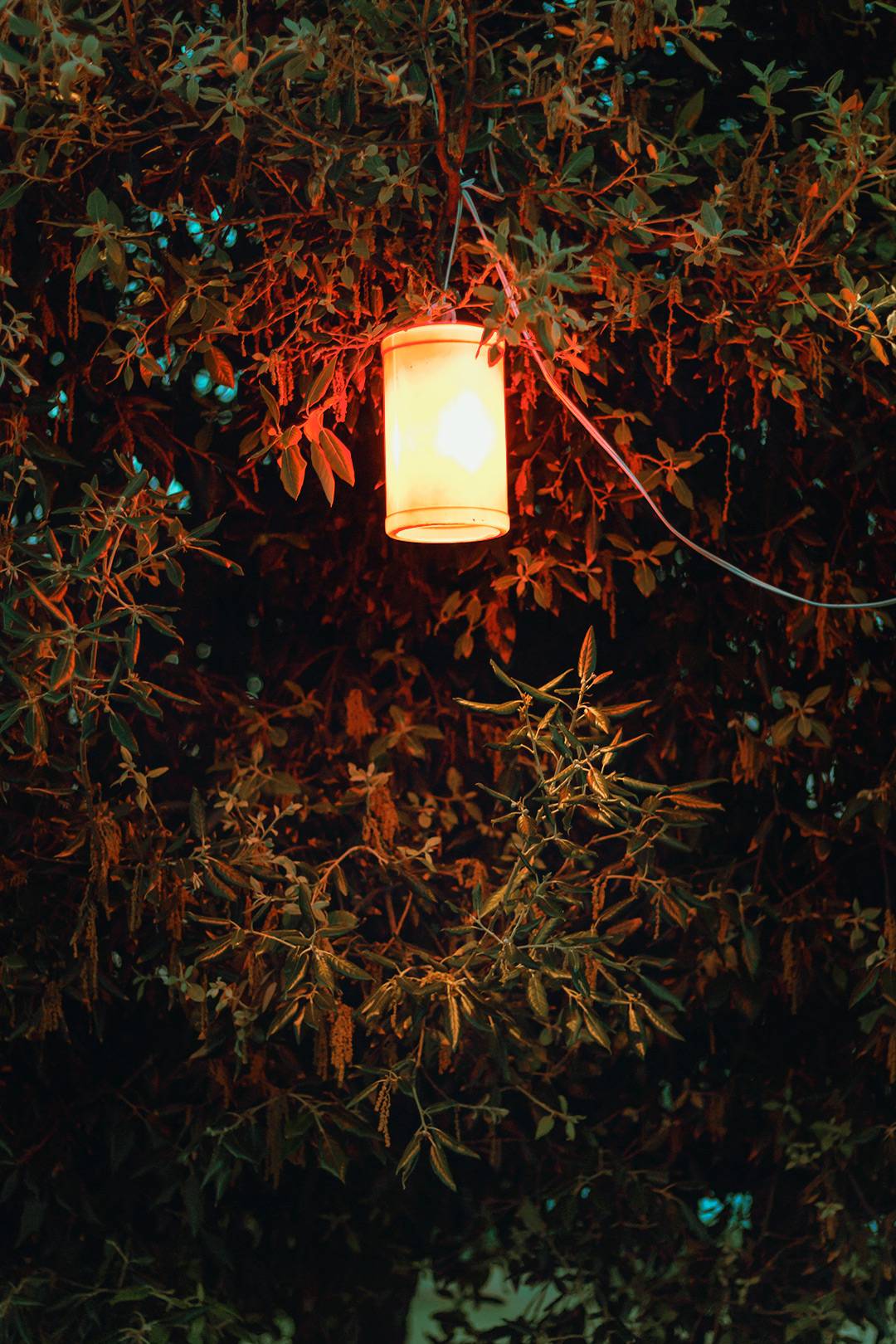 ITAP Light dangling from a tree.. | Scrolller