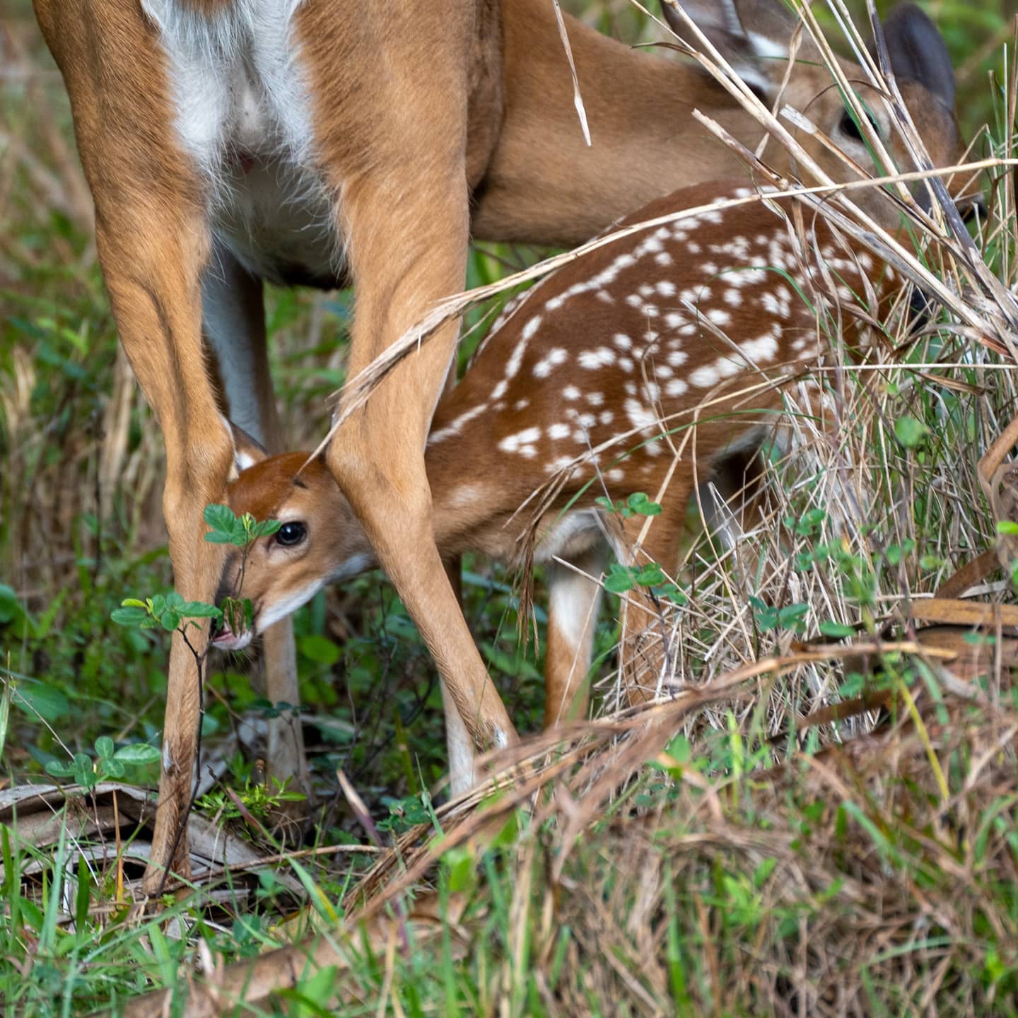 ITAP of a baby deer hiding under his mom | Scrolller