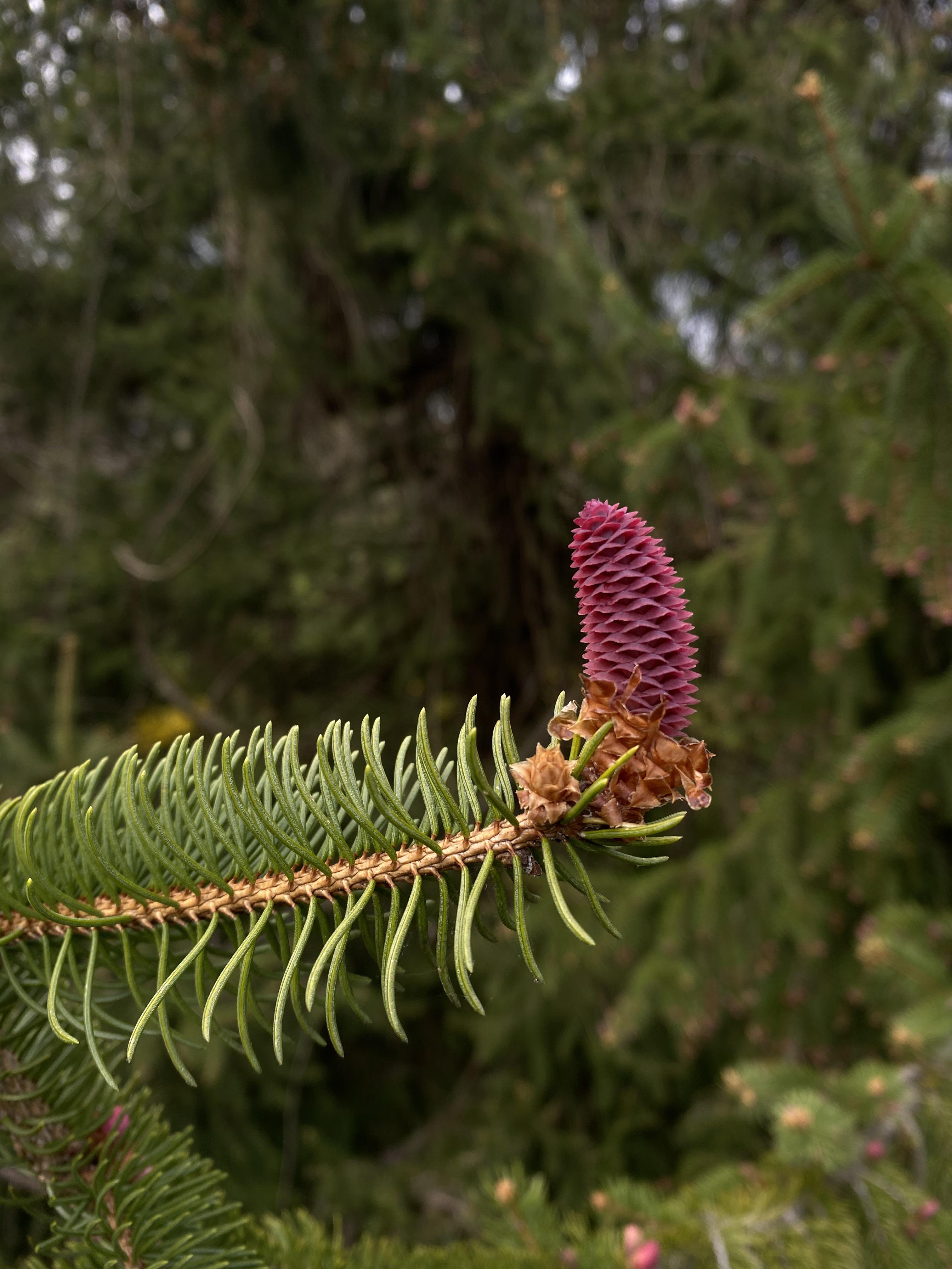 ITAP of a baby pine cone | Scrolller