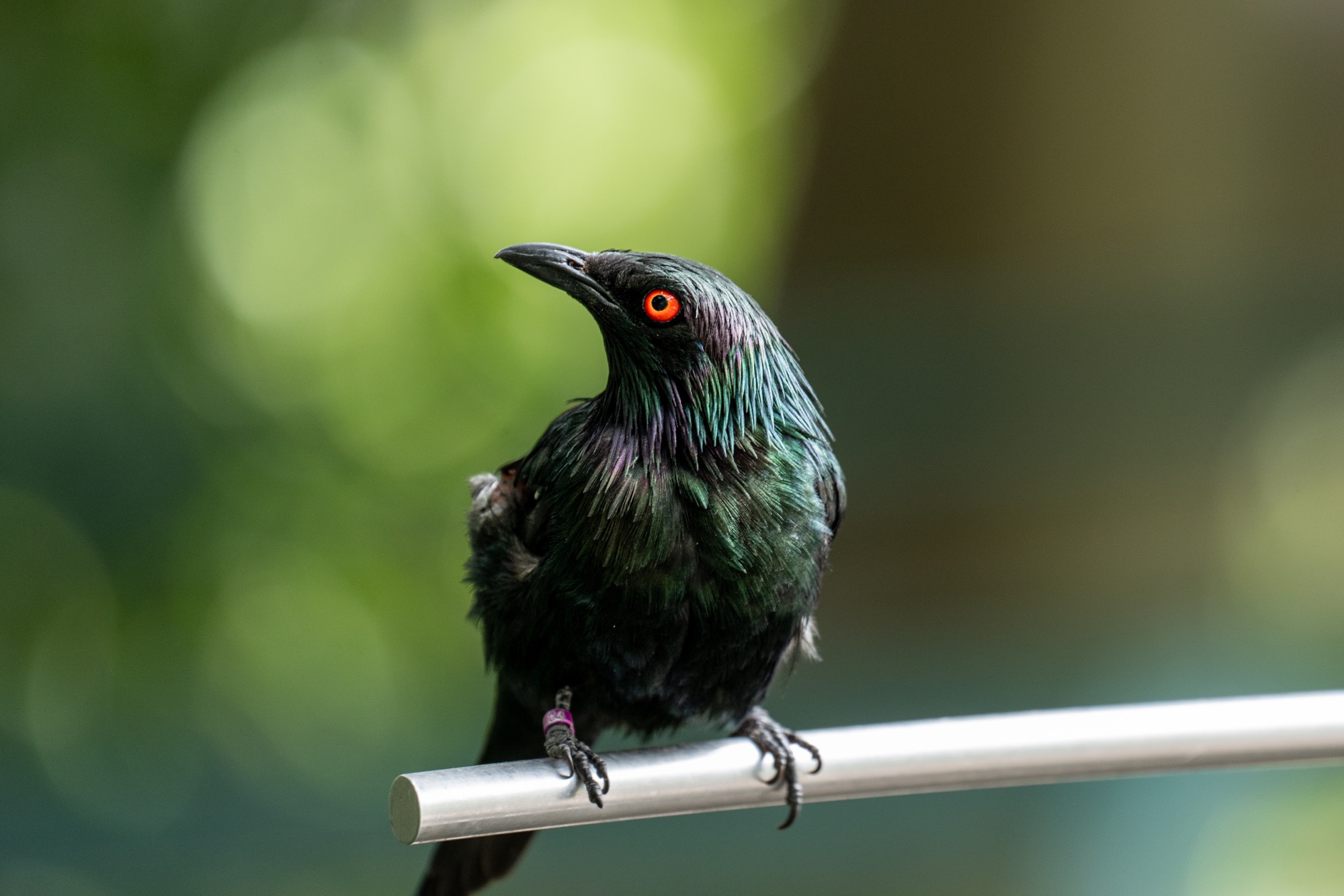 ITAP of a bird | Scrolller
