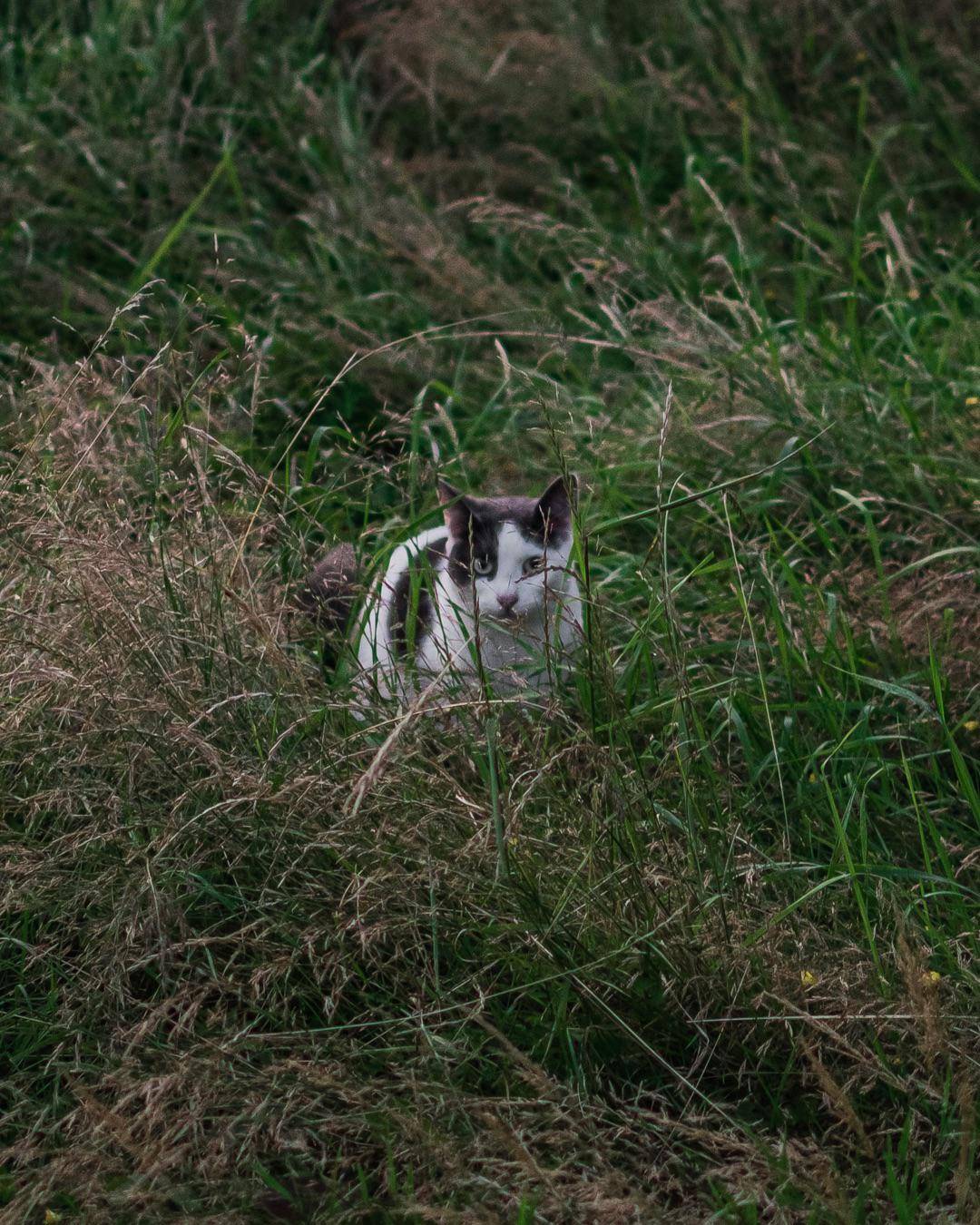 ITAP of a cat | Scrolller