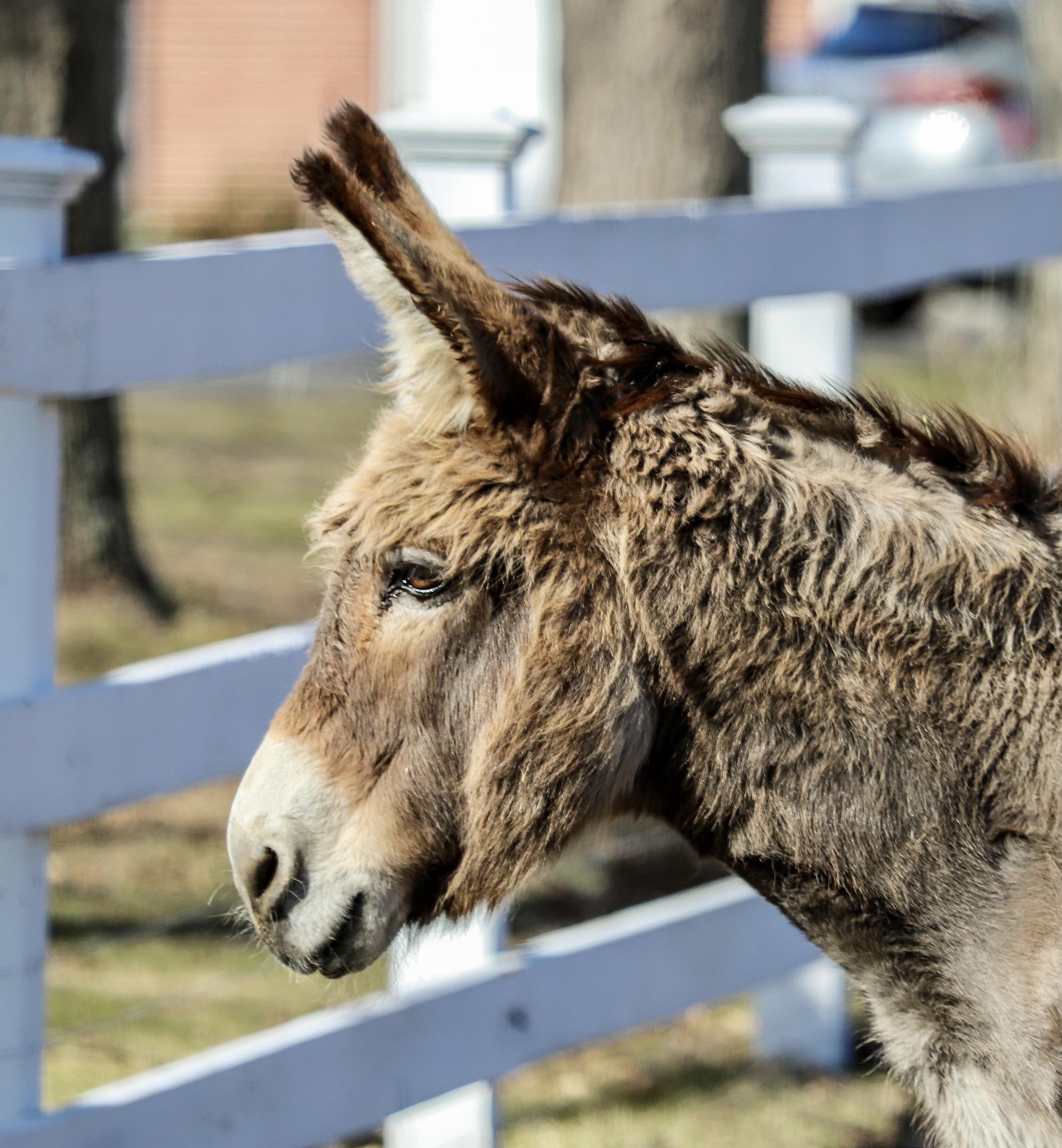 ITAP of a donkey | Scrolller
