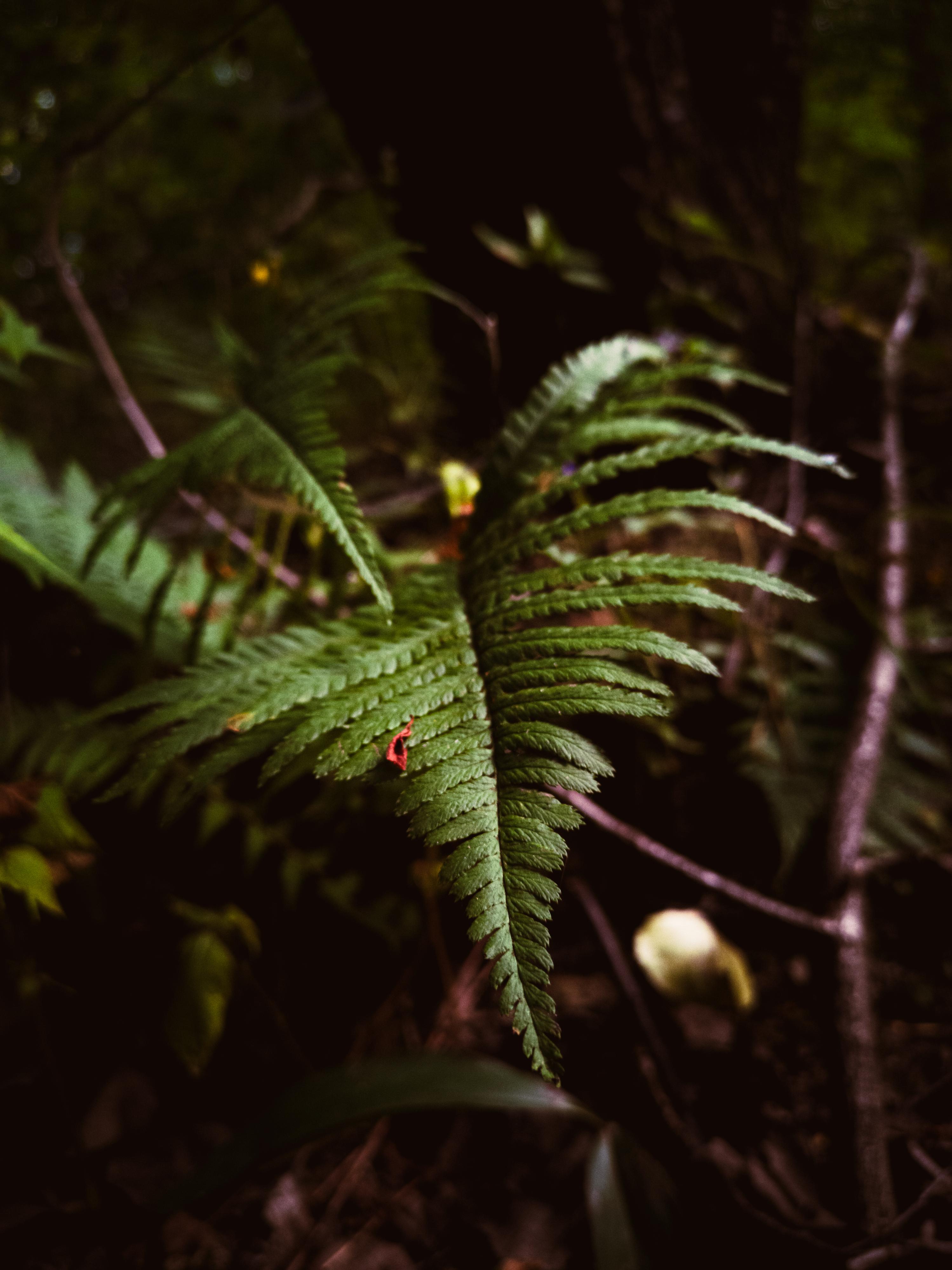 ITAP of a leaf | Scrolller