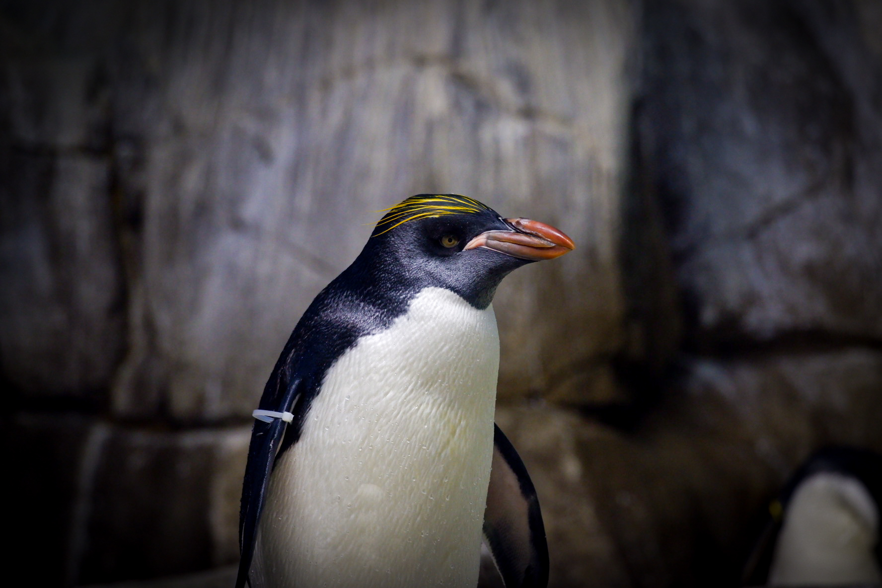 ITAP of a Macaroni Penguin | Scrolller