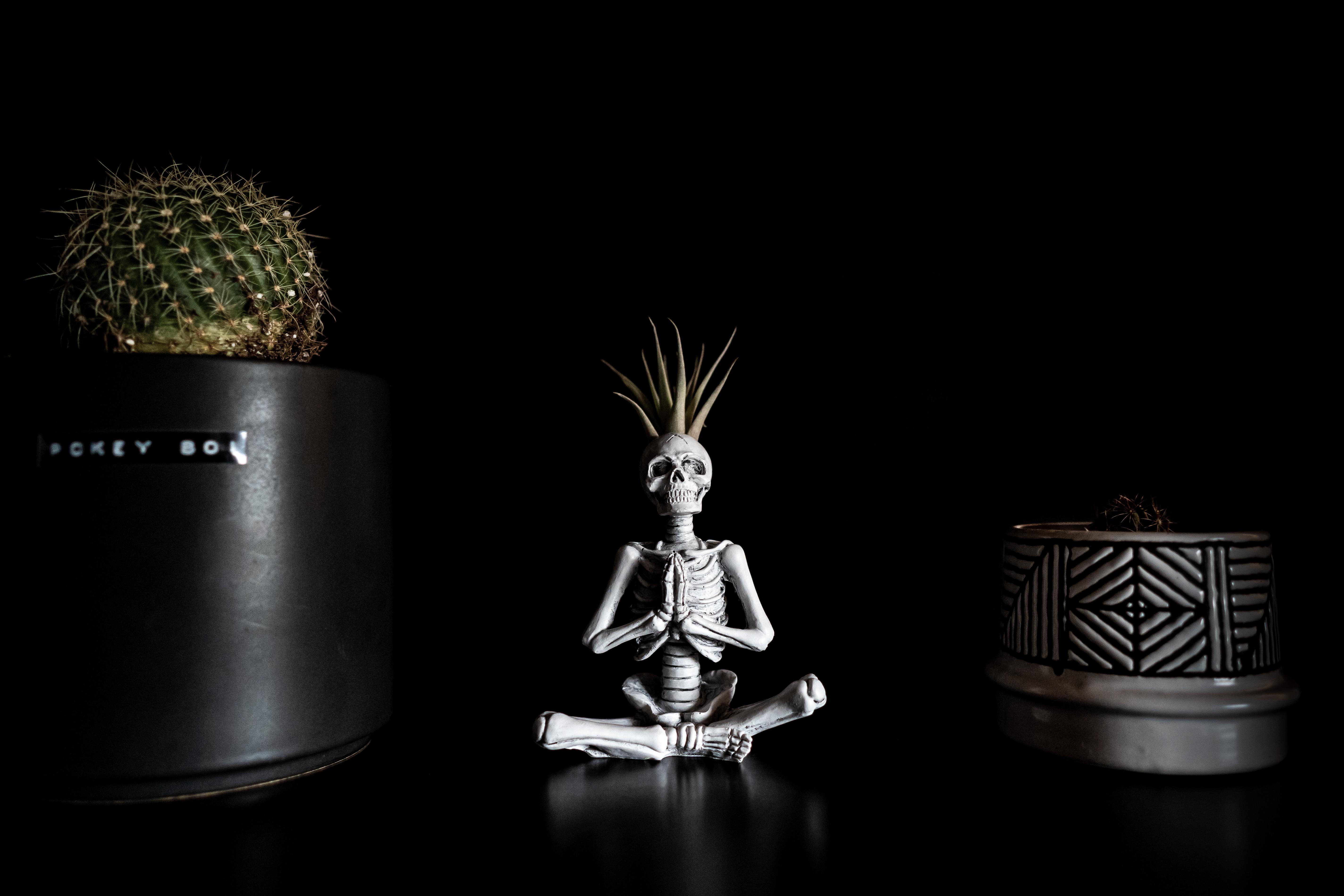 ITAP of a new decorative plant. | Scrolller