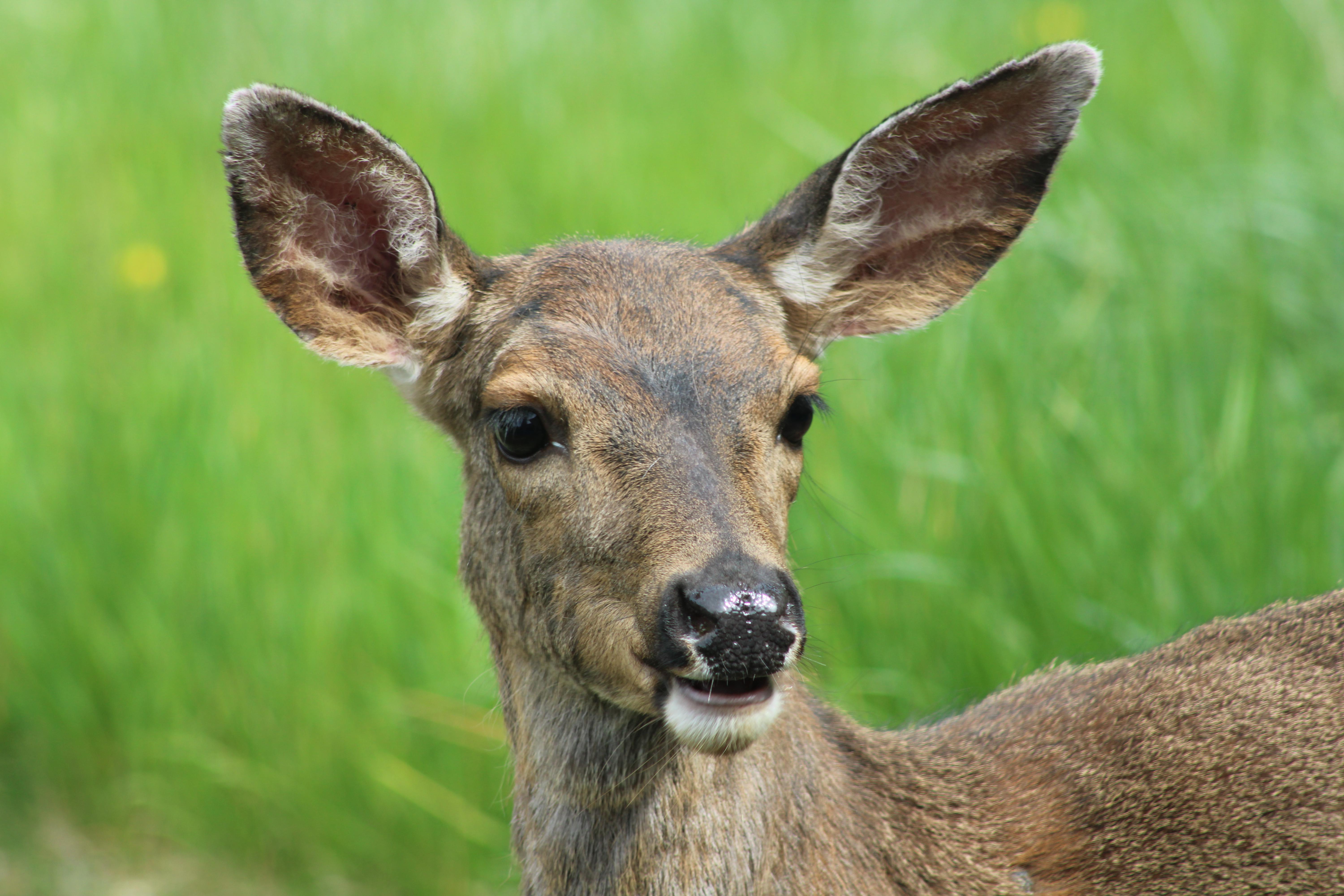 ITAP of a smiling deer | Scrolller