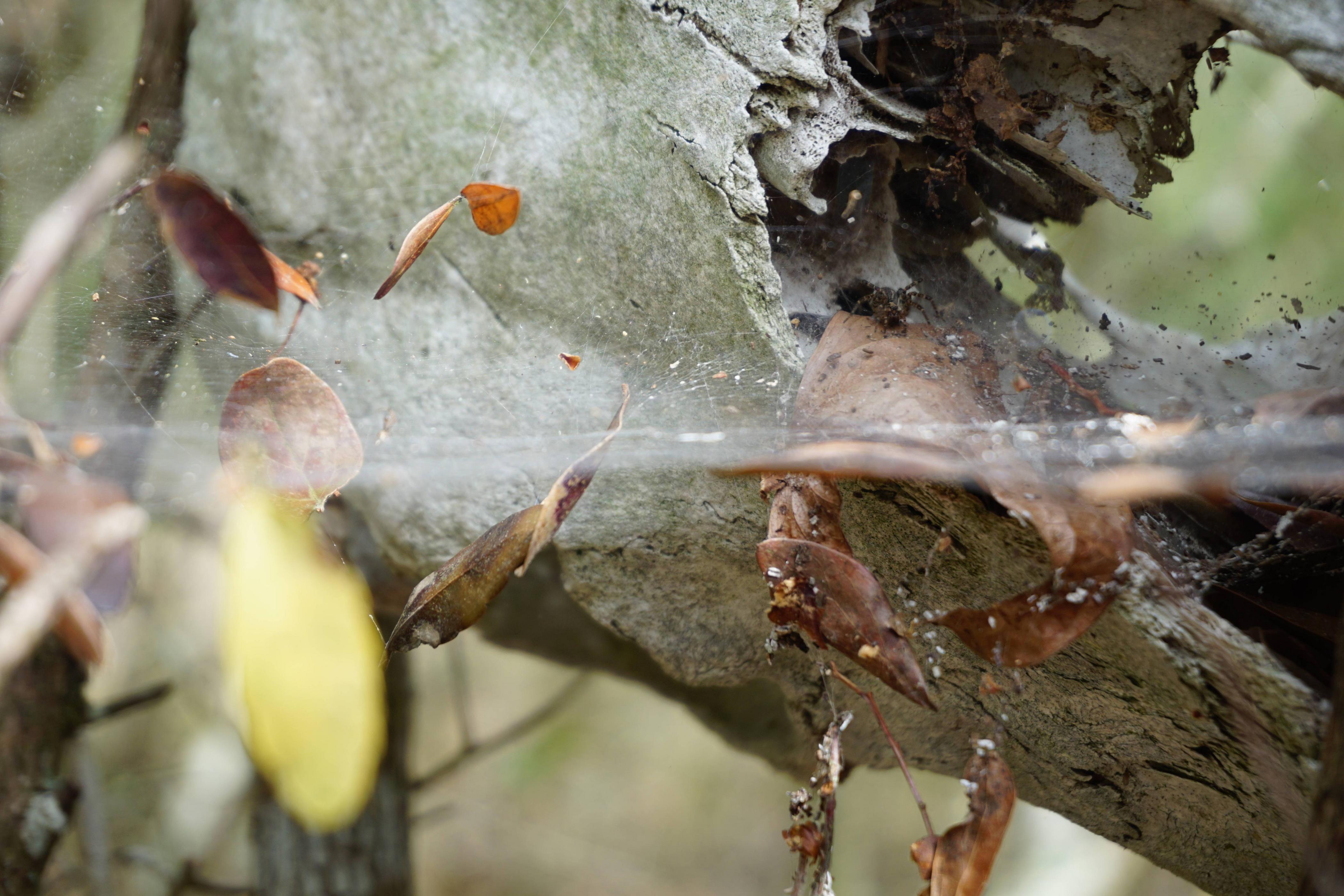 ITAP of a spider's web | Scrolller
