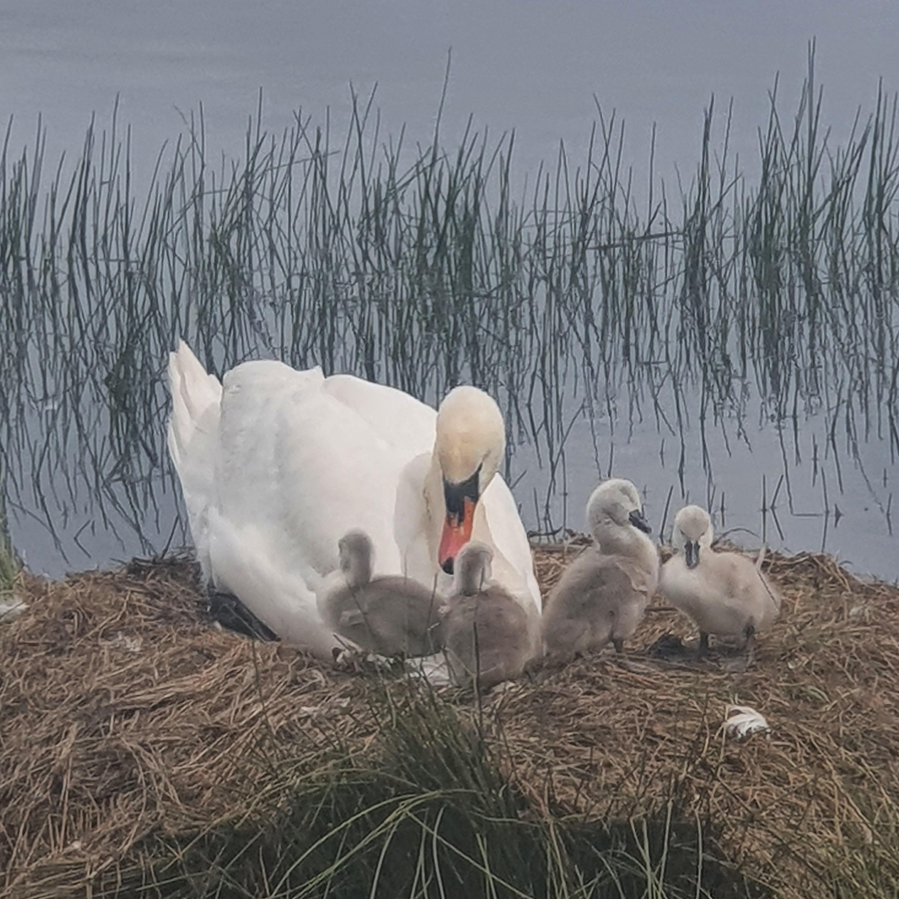 ITAP of a Swan family | Scrolller
