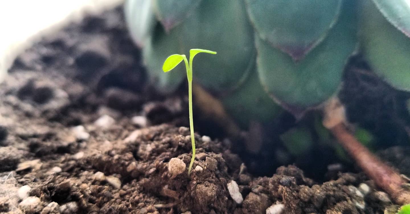 ITAP of a tiny plant | Scrolller