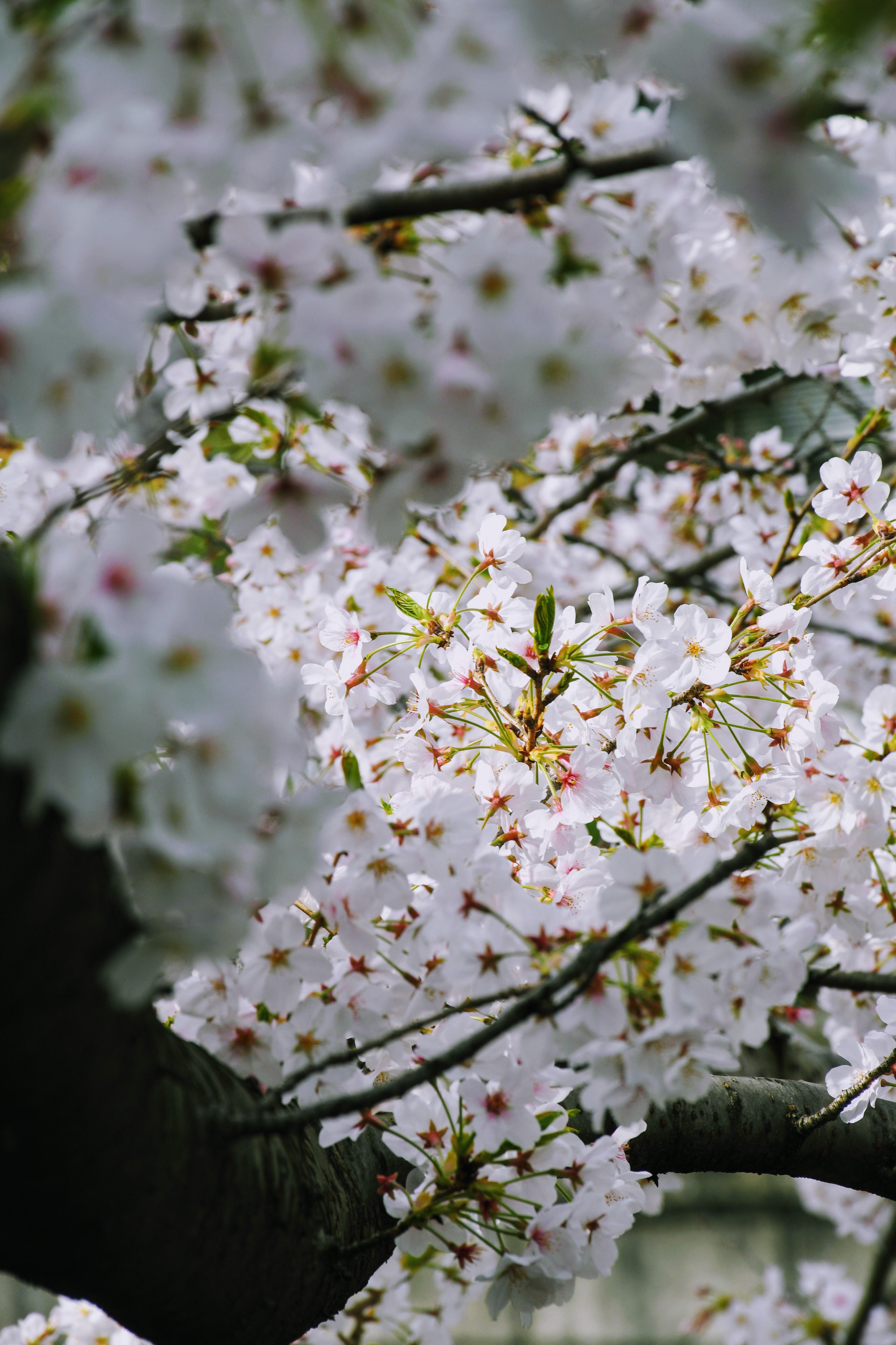 ITAP of cherry blossoms | Scrolller