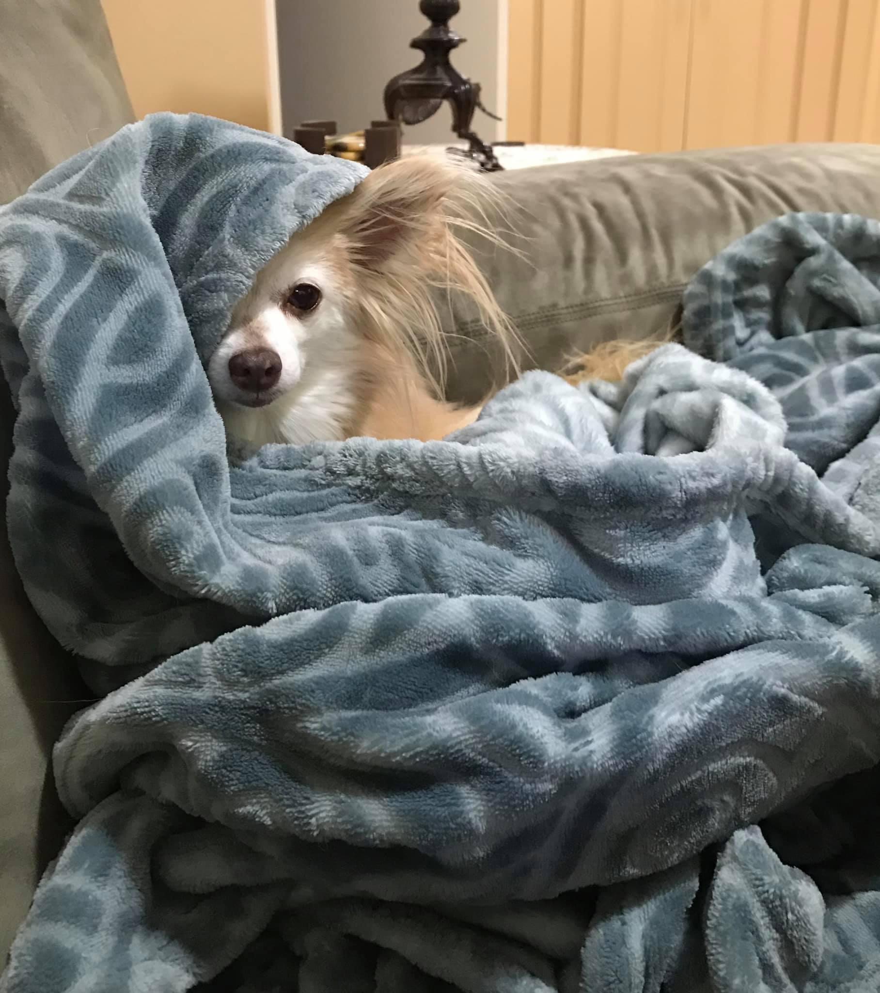 ITAP of my dog | Scrolller