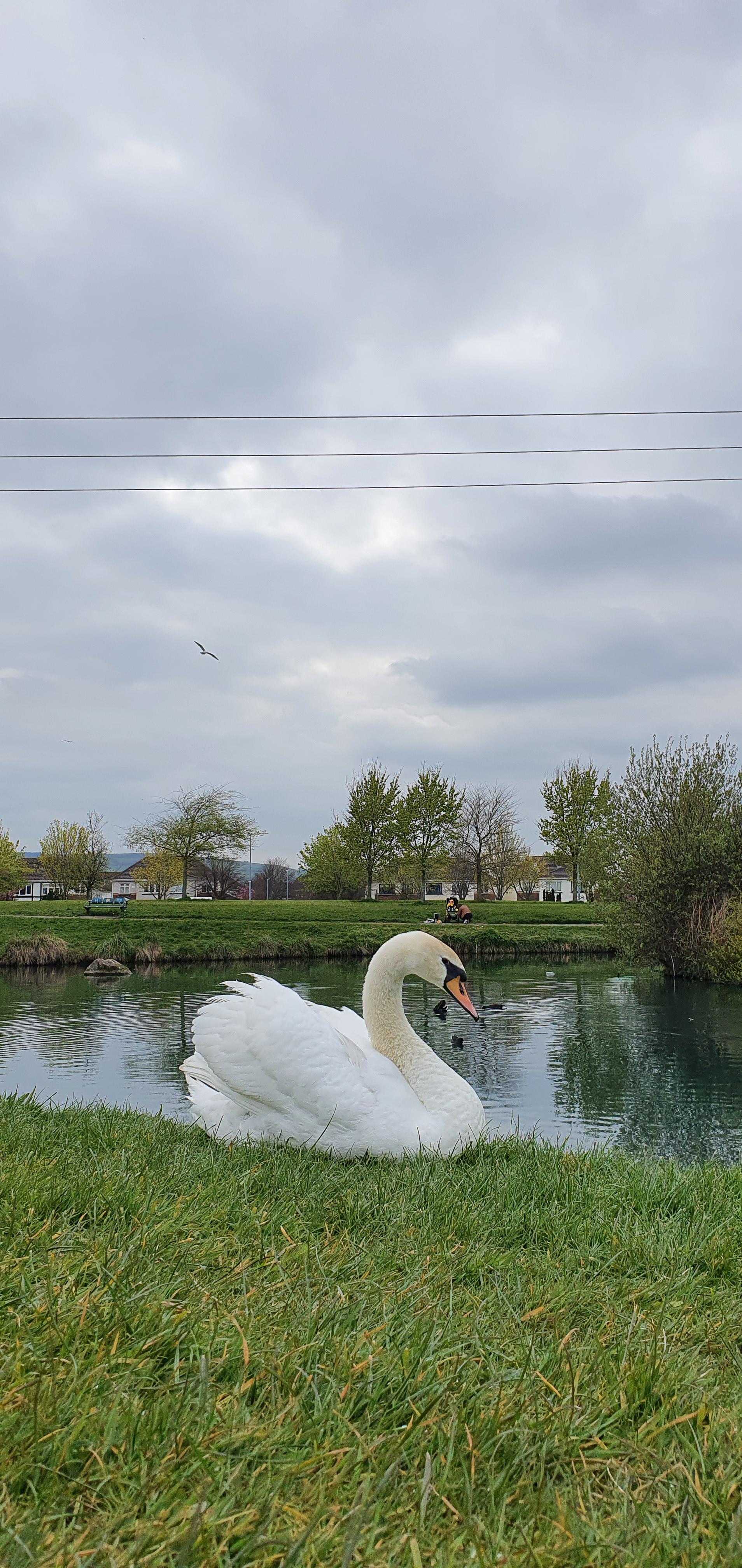 ITAP of my Swan | Scrolller