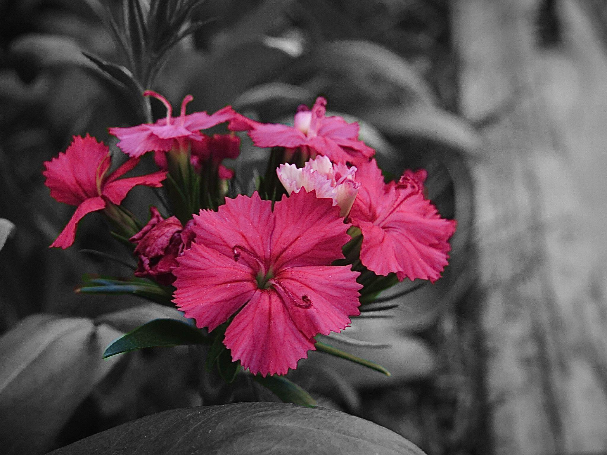 ITAP of pink flowers | Scrolller