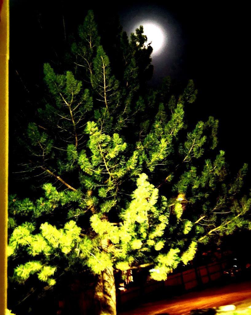 ITAP of the moon peeking around the tree | Scrolller