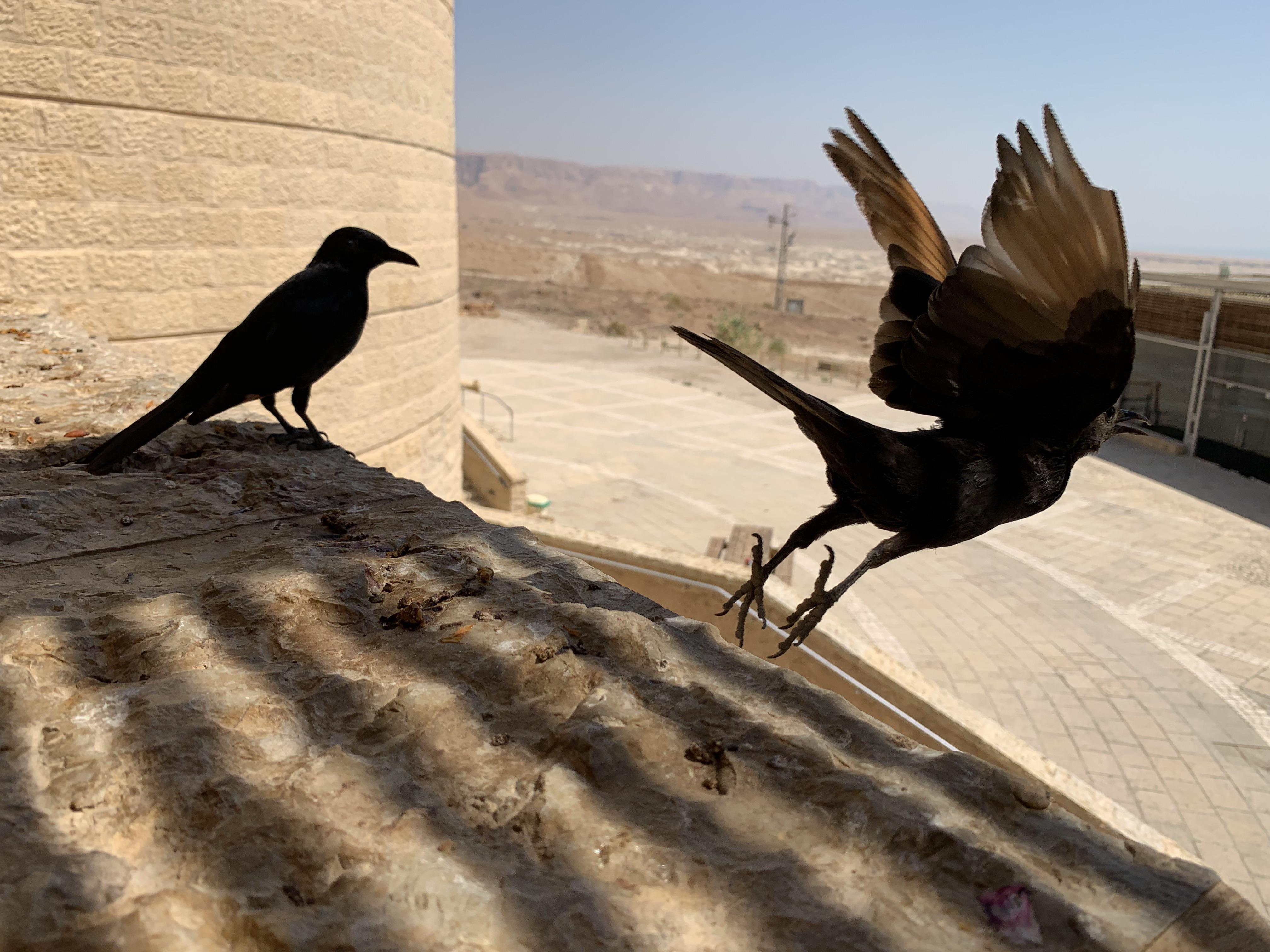 ITAP Two birds in Israel | Scrolller