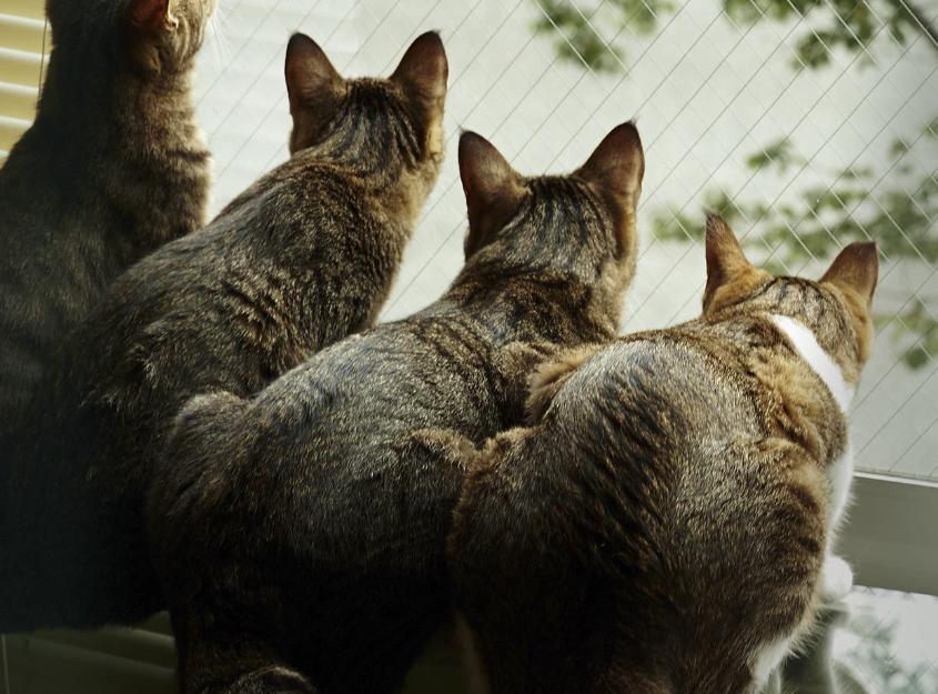 ITS THE COPS. HIDE THE CATNIP | Scrolller