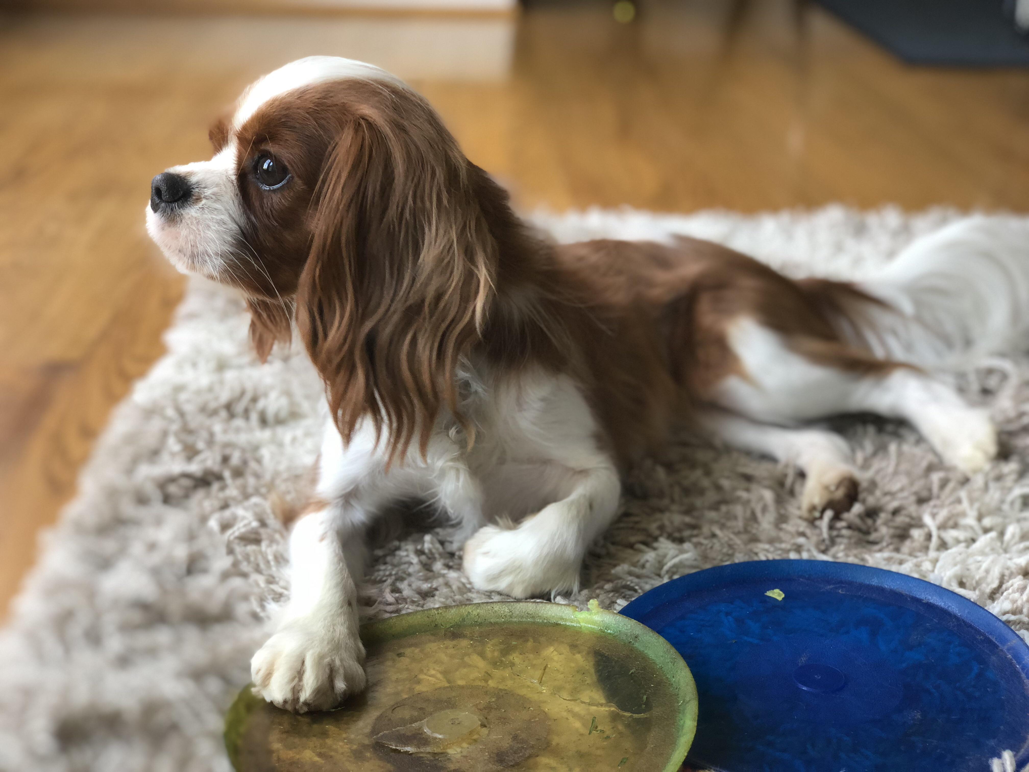 Izzy and her discs. | Scrolller
