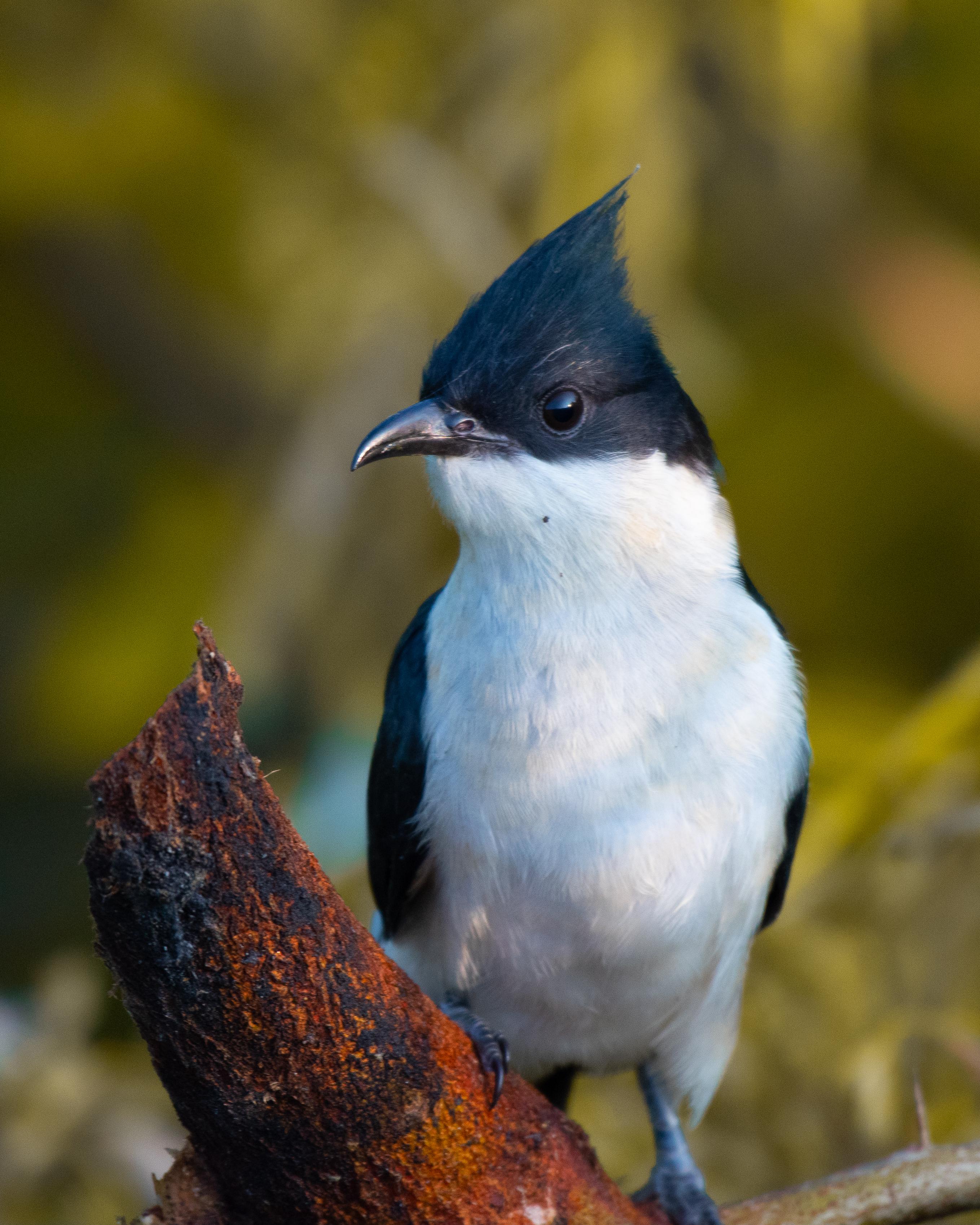 Jacobin Cuckoo | Scrolller