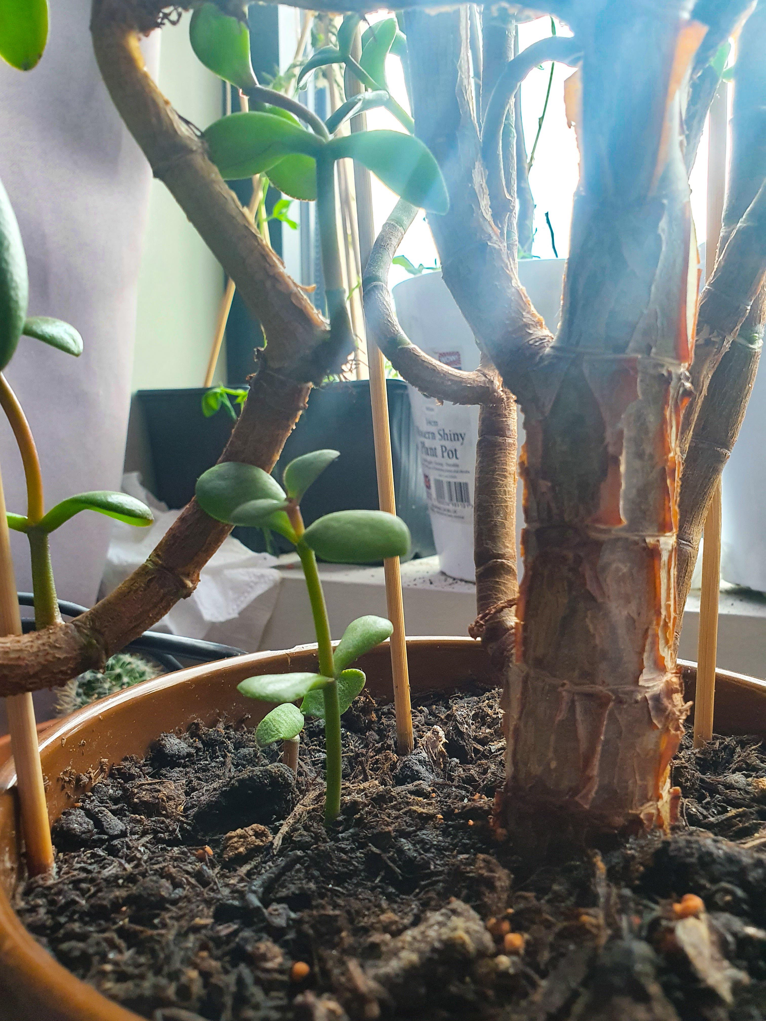 Jade Tree | Scrolller