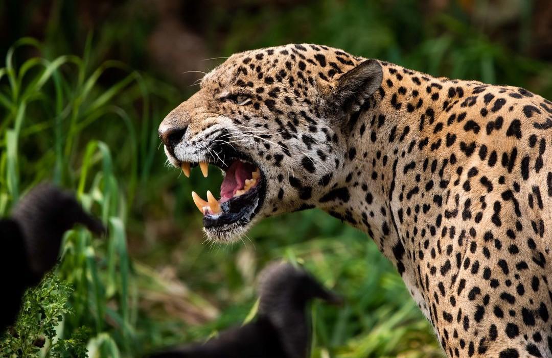 Jaguar in the middle of growling | Scrolller