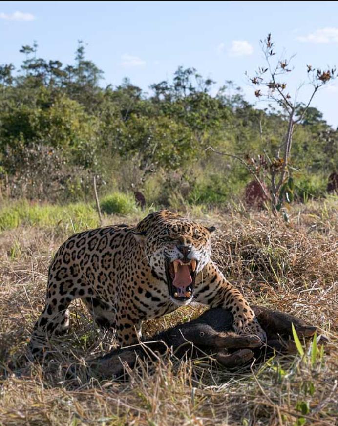 Jaguar with its prey | Scrolller