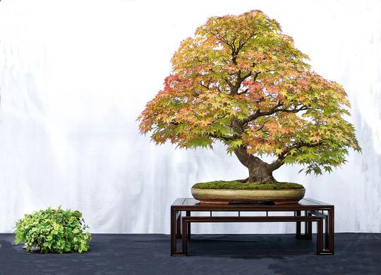 Japanese Maple displayed at the US National Bonsai Exhibition | Scrolller