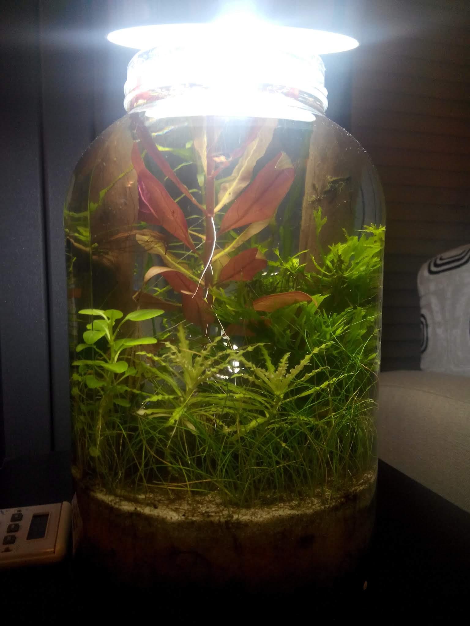 Jar is growing nicely | Scrolller