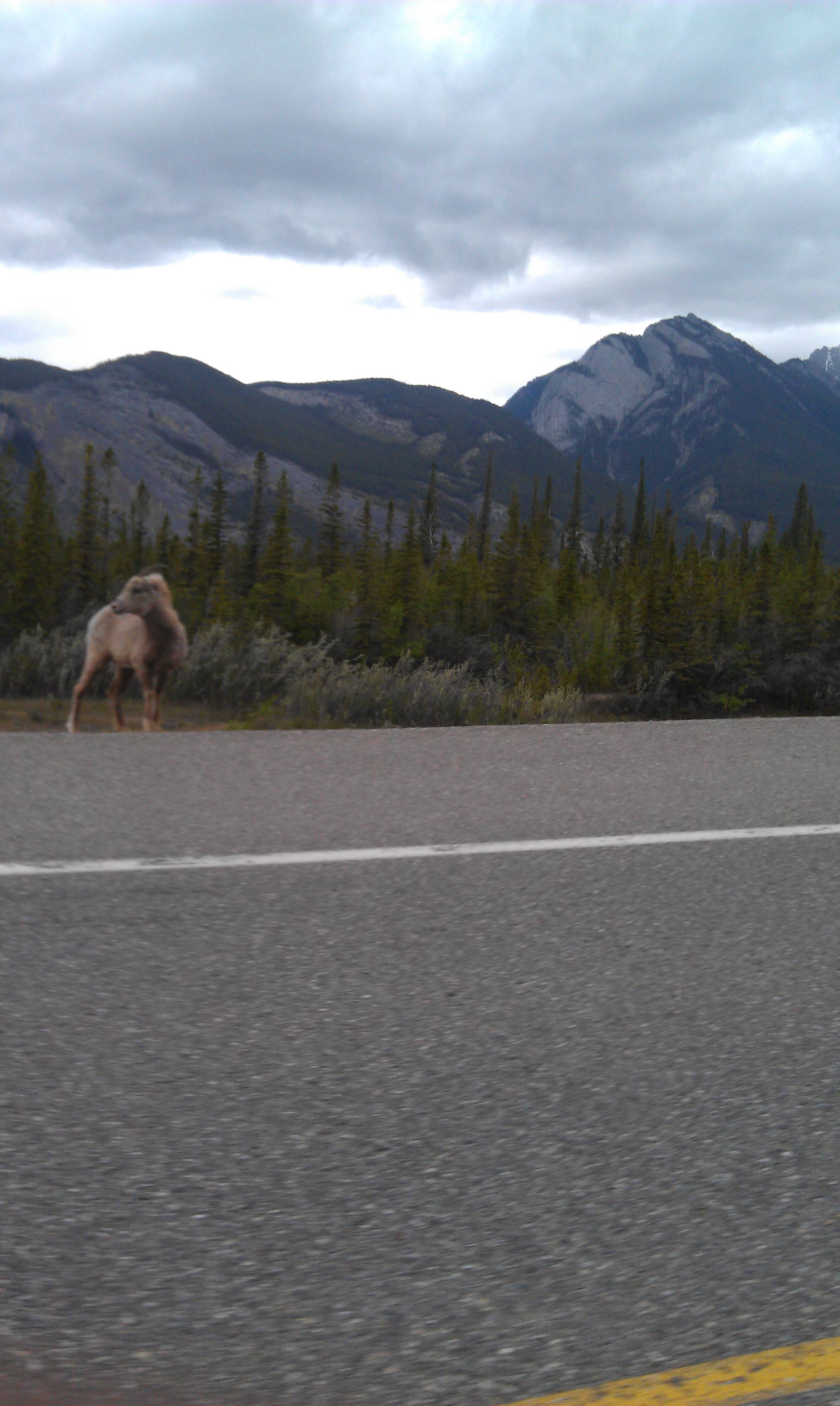 Jasper mountain goat on the road | Scrolller