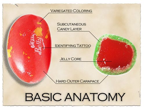 Jelly Belly Anatomy | Scrolller