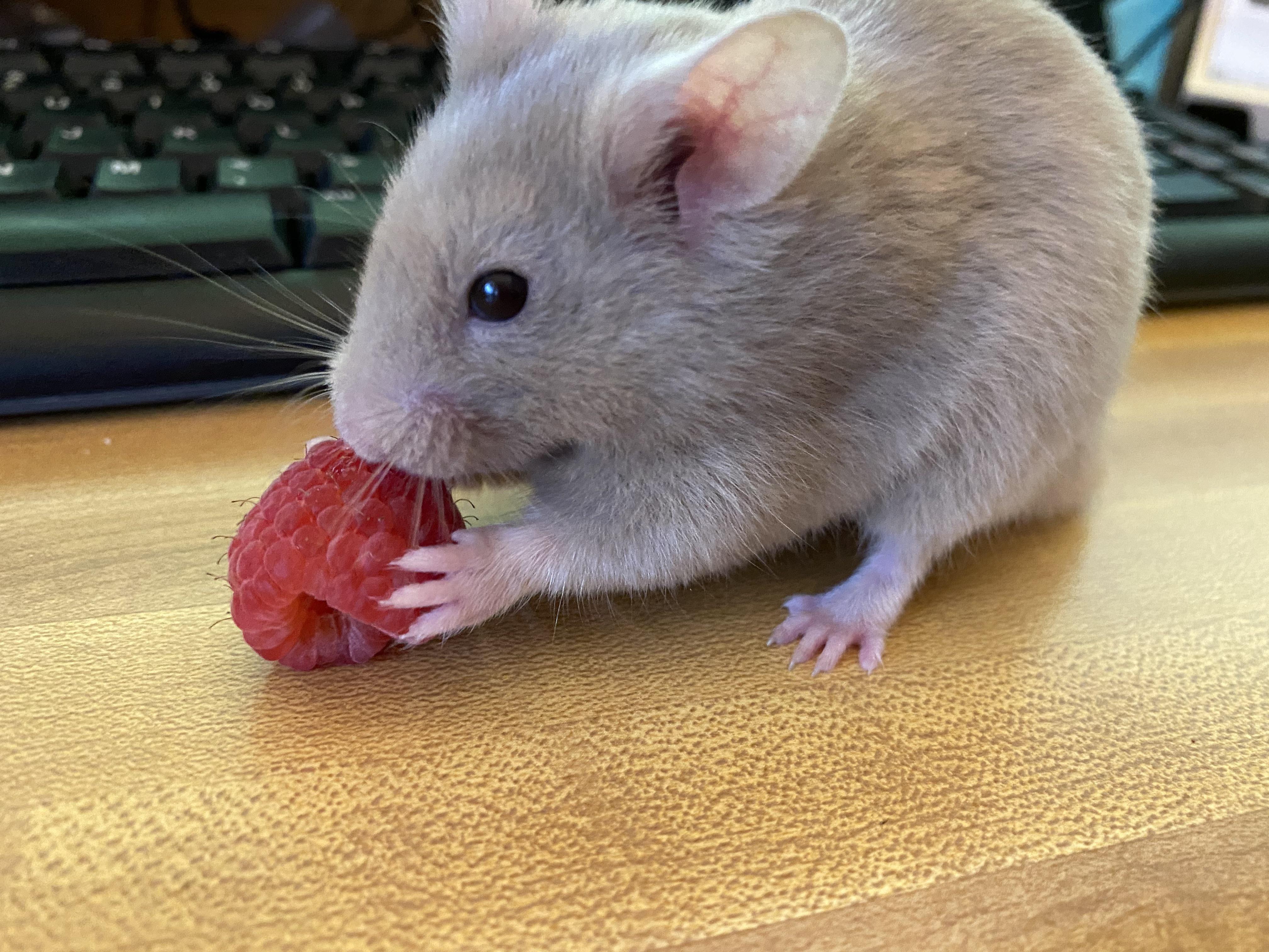 Joey’s first taste of raspberry | Scrolller