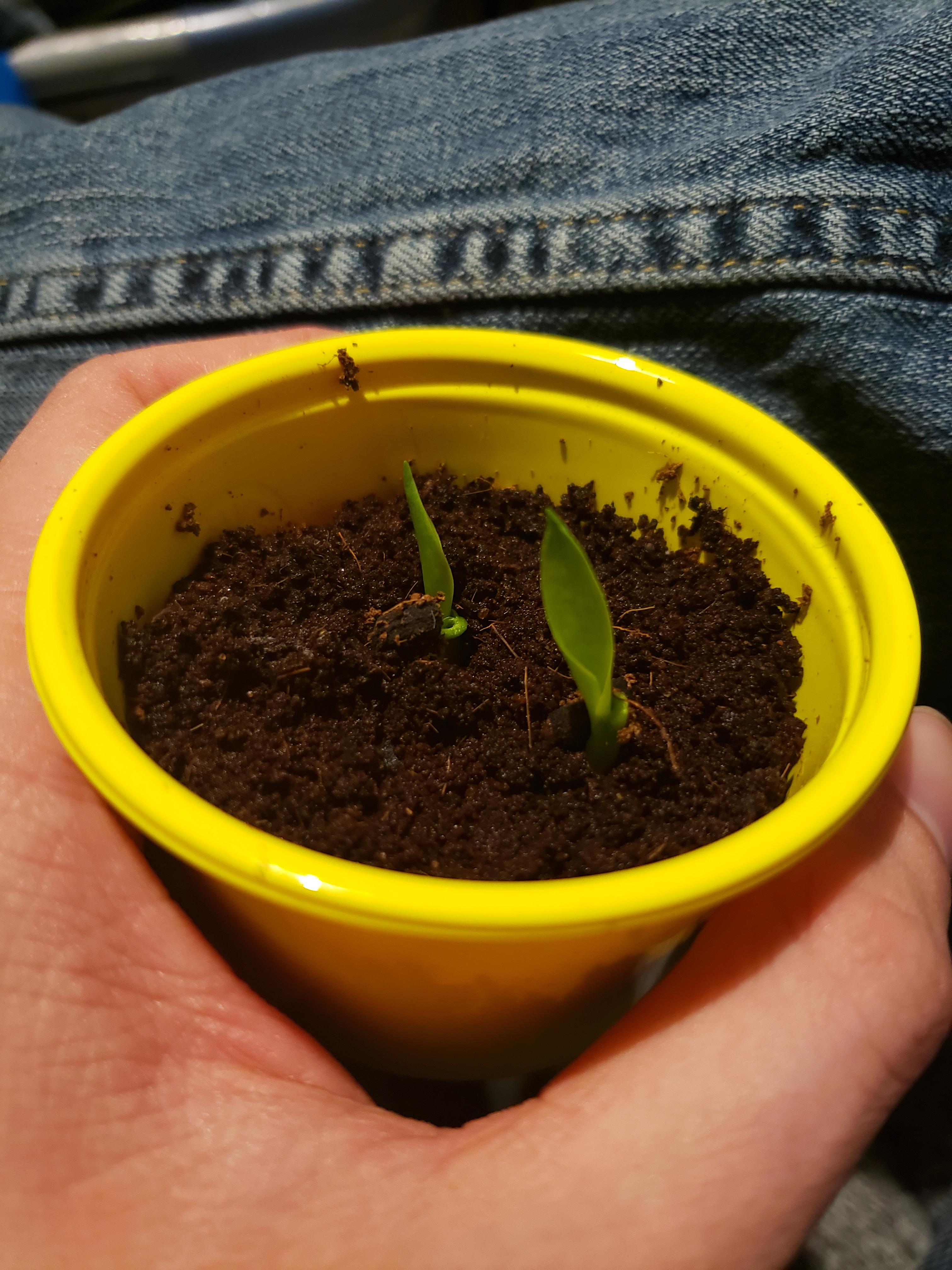 Joshua trees I'm growing from seed. | Scrolller