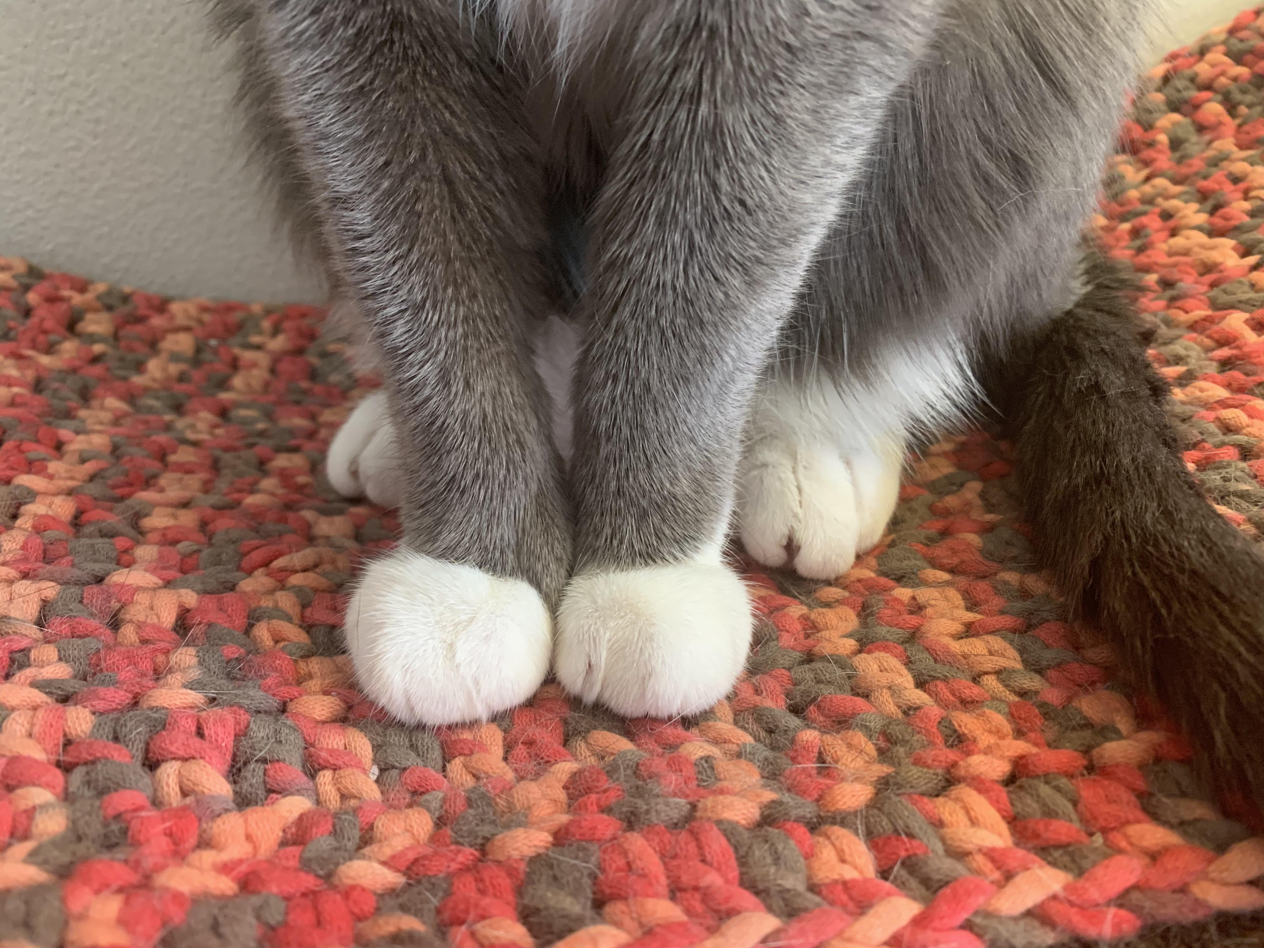 Josie’s feetsies | Scrolller