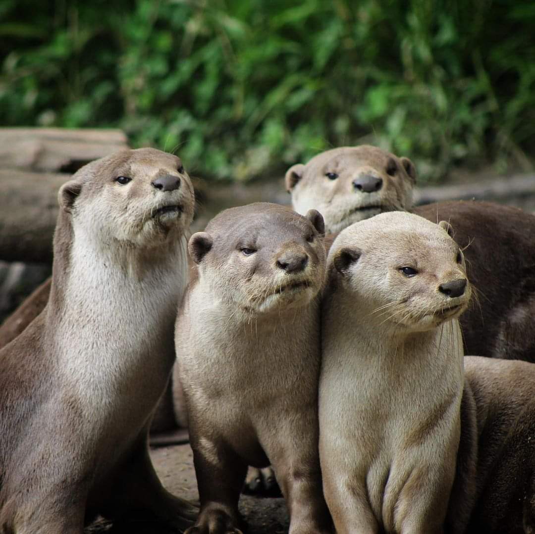 Judgemental otters | Scrolller