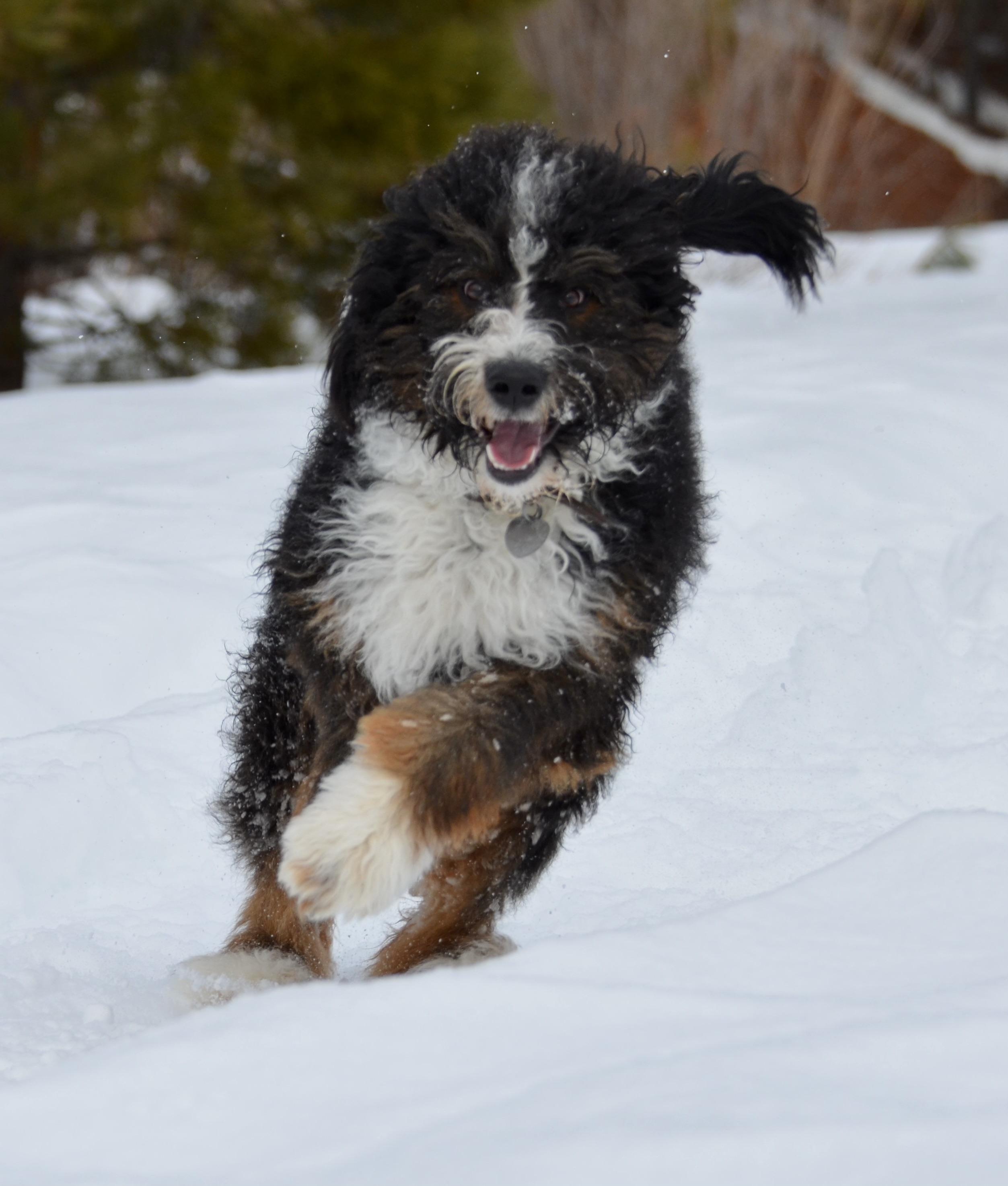 Juneau loved her first snow experience! ️ | Scrolller