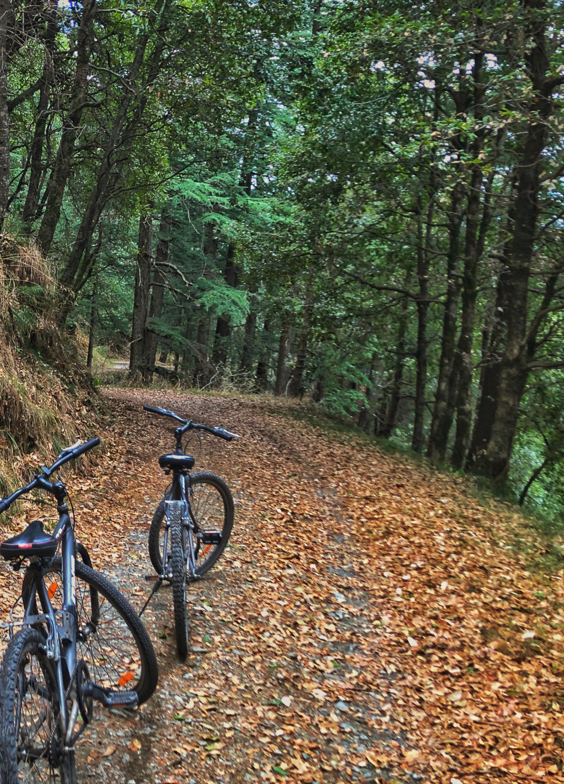 jungle trail.. | Scrolller