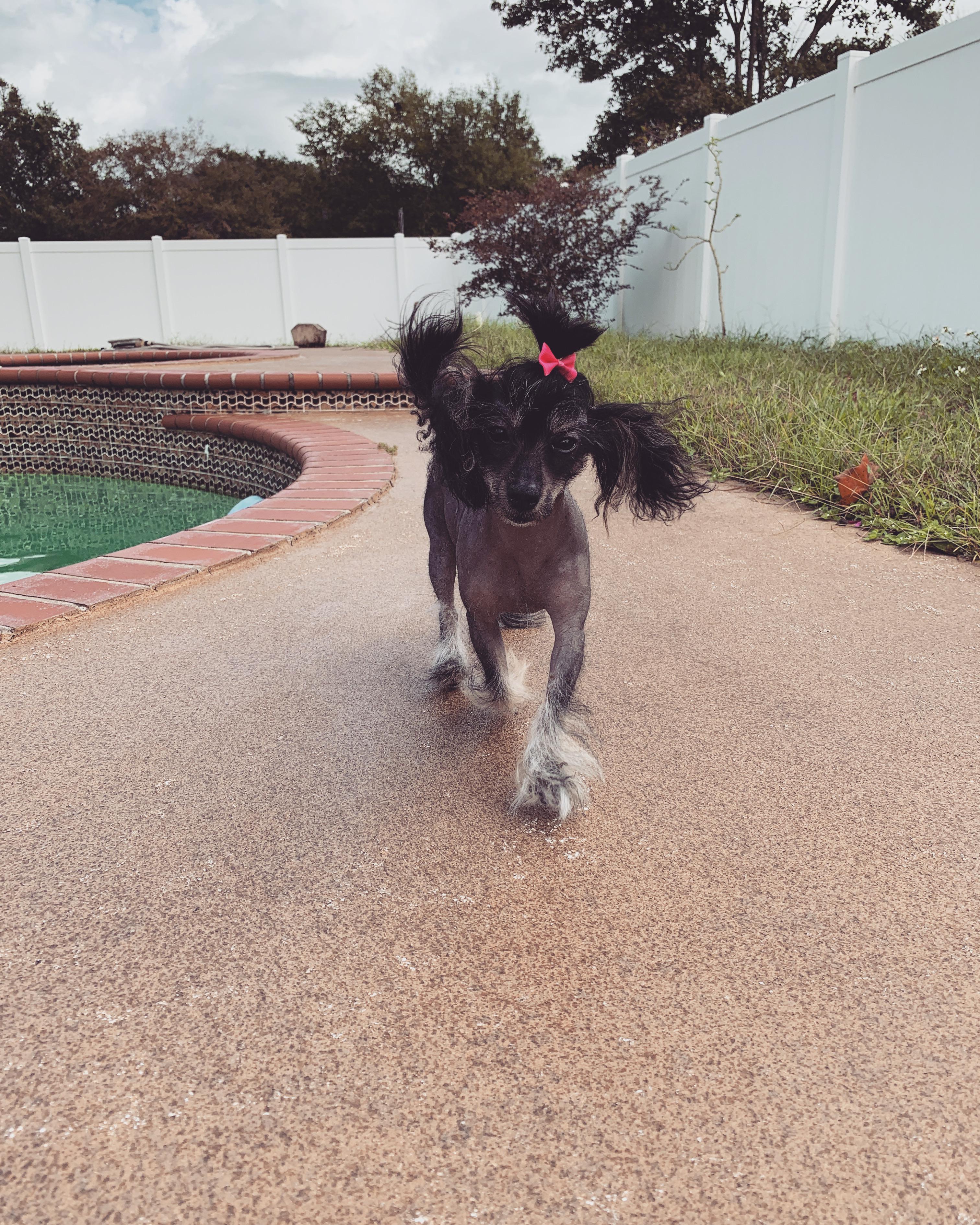 Juniper strutting her stuff | Scrolller